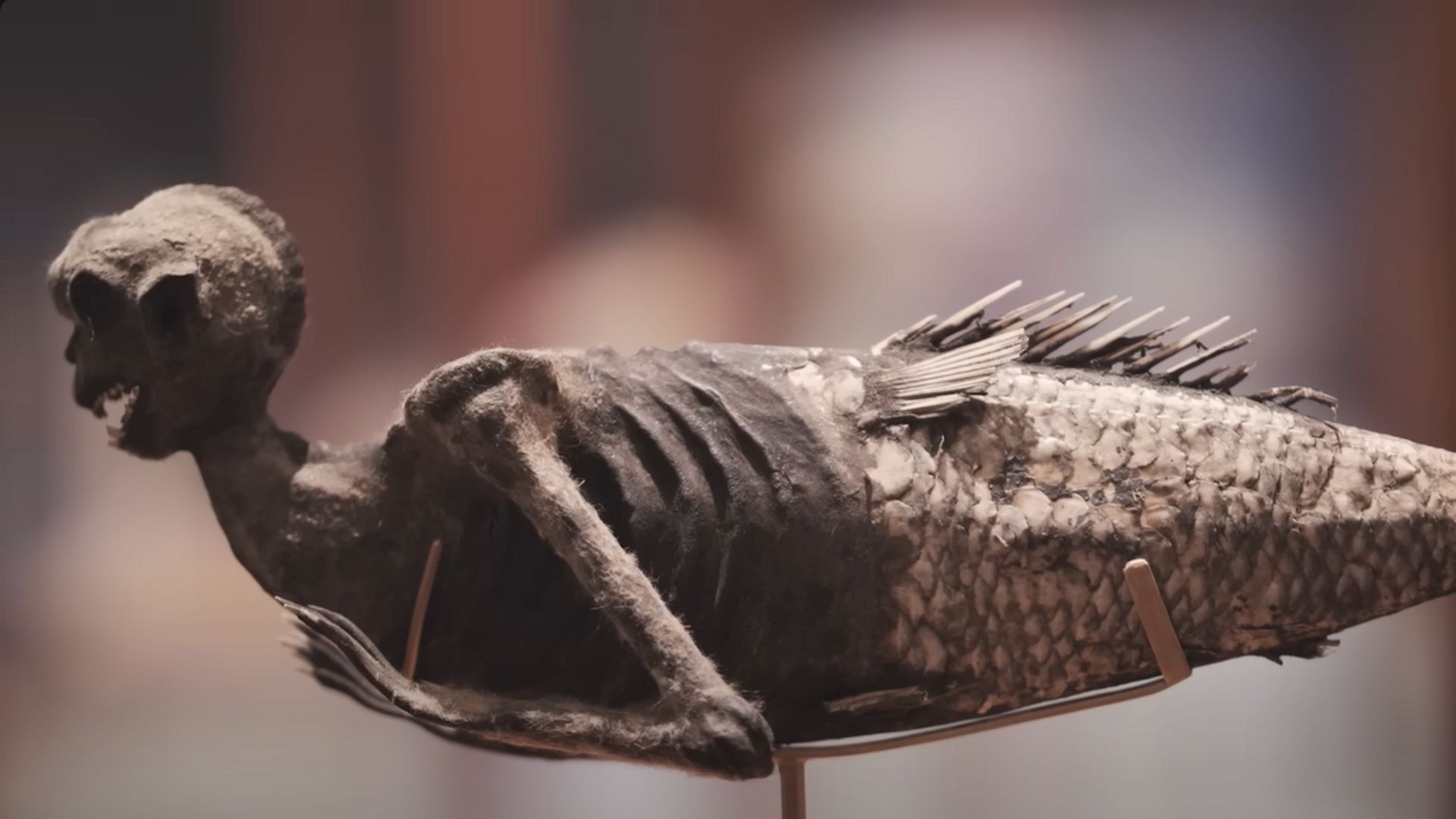 Le mystère des momies 'ningyo' : des sirènes japonaises bien réelles ...