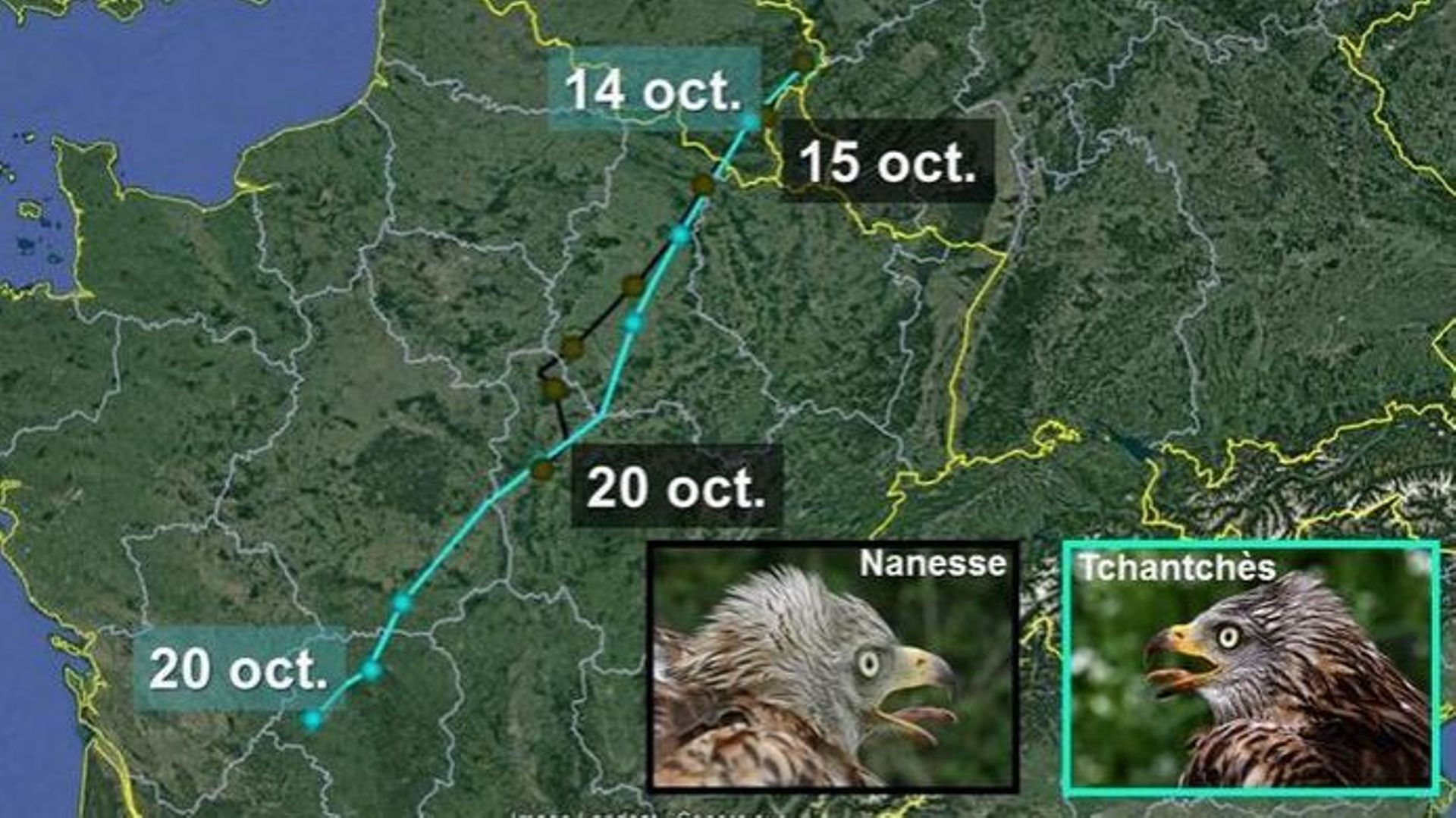 Le milan royal, un rapace protégé et surveillé par des spécialistes ...