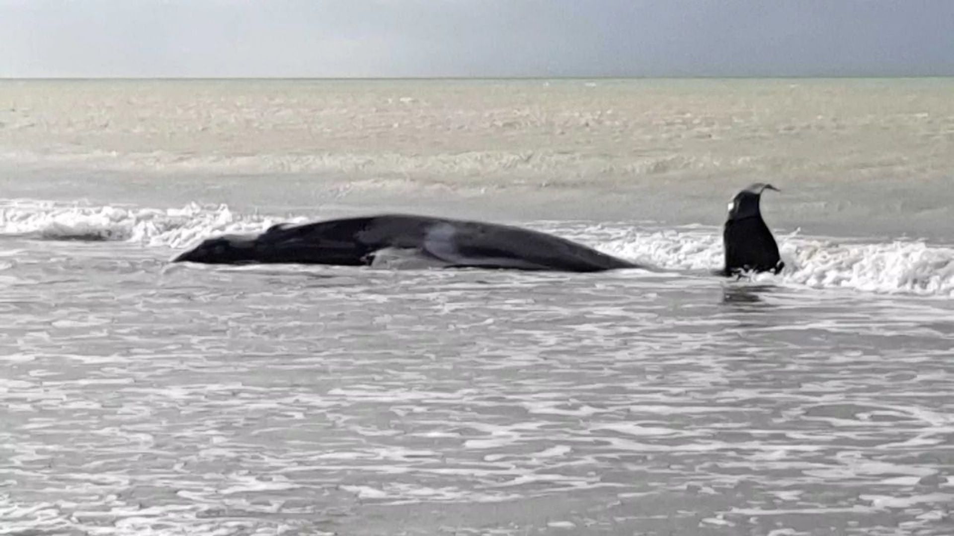 Une orque mâle s’échoue sur le rivage de la Panne - RTBF Actus