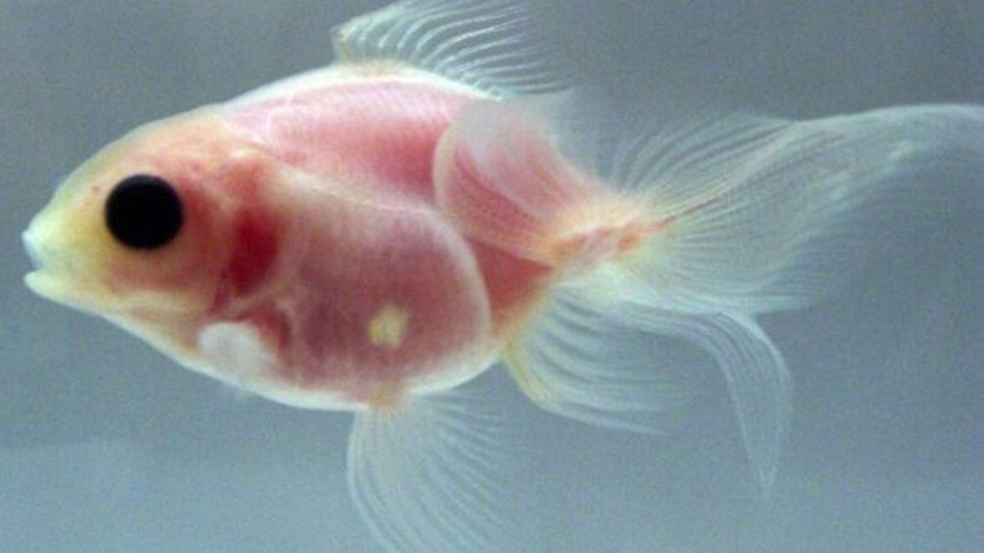 Japon: des chercheurs créent un poisson rouge 'transparent' - RTBF Actus