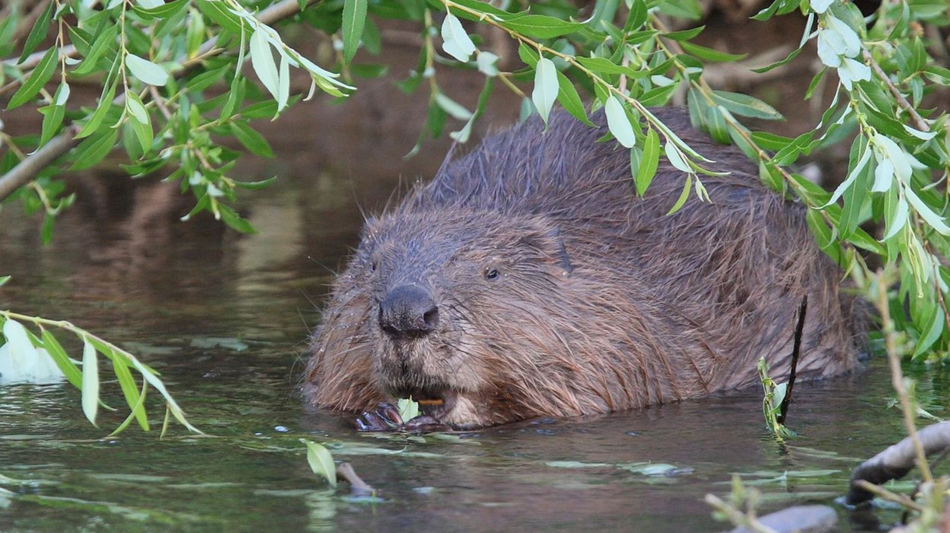 Partez à la découverte du castor ! - RTBF Actus