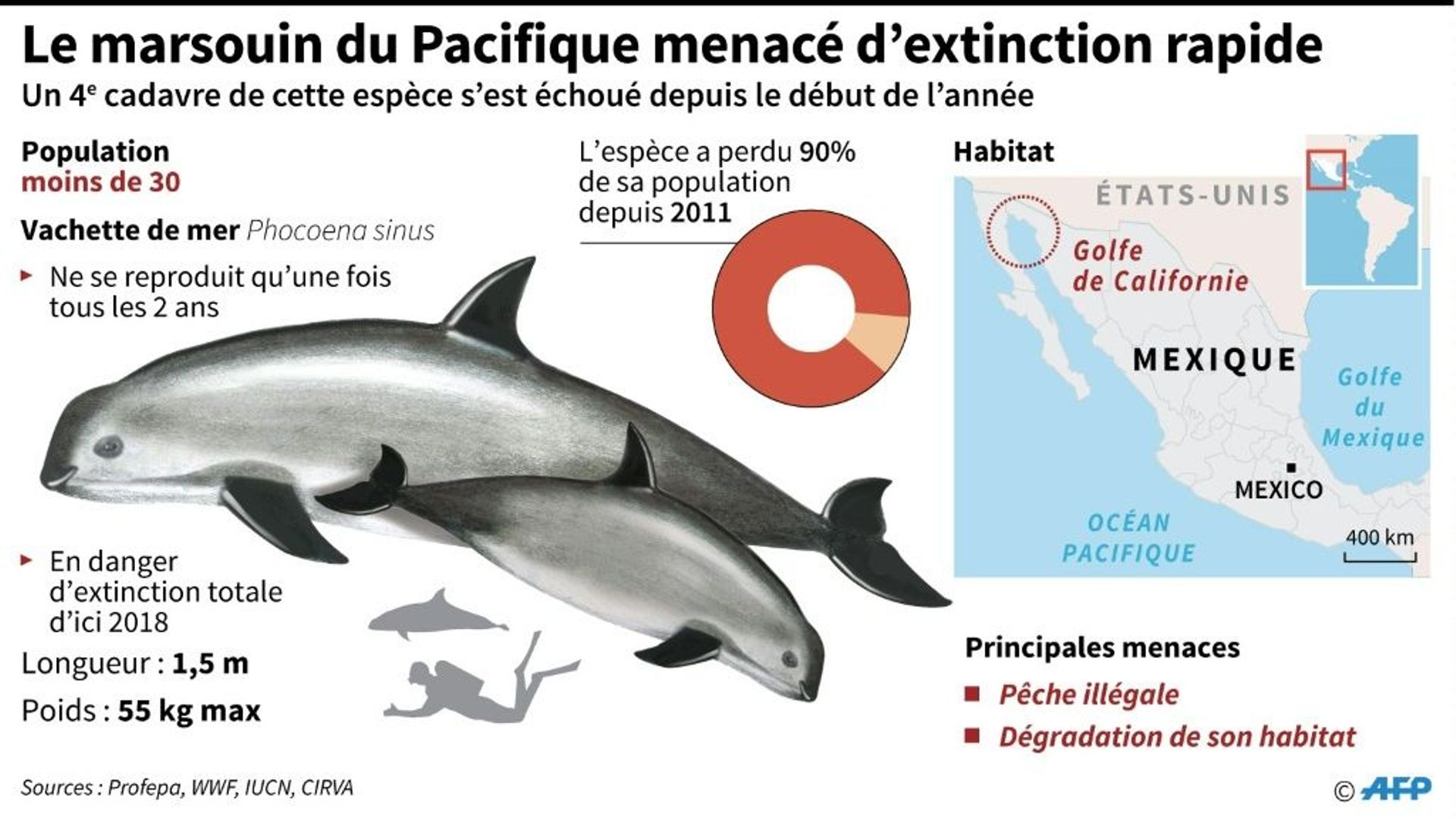 Mexique: le marsouin du Pacifique pourrait disparaître en 2018 - RTBF Actus