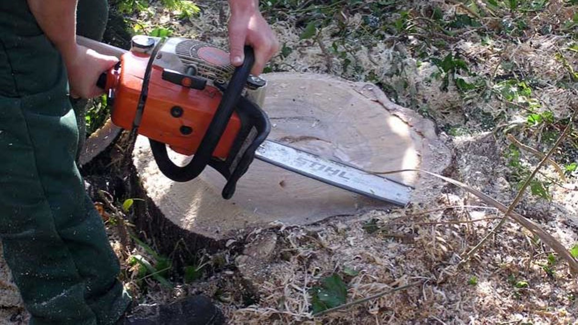 Thuin: une entreprise profite d'un flou juridique pour déboiser ...