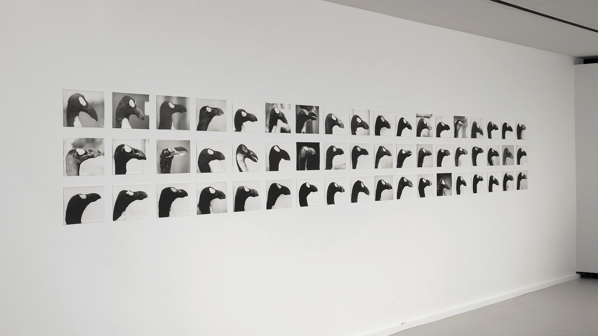 Nouvelles expos au MACS : les photographies délicates de Jochen Lempert ...