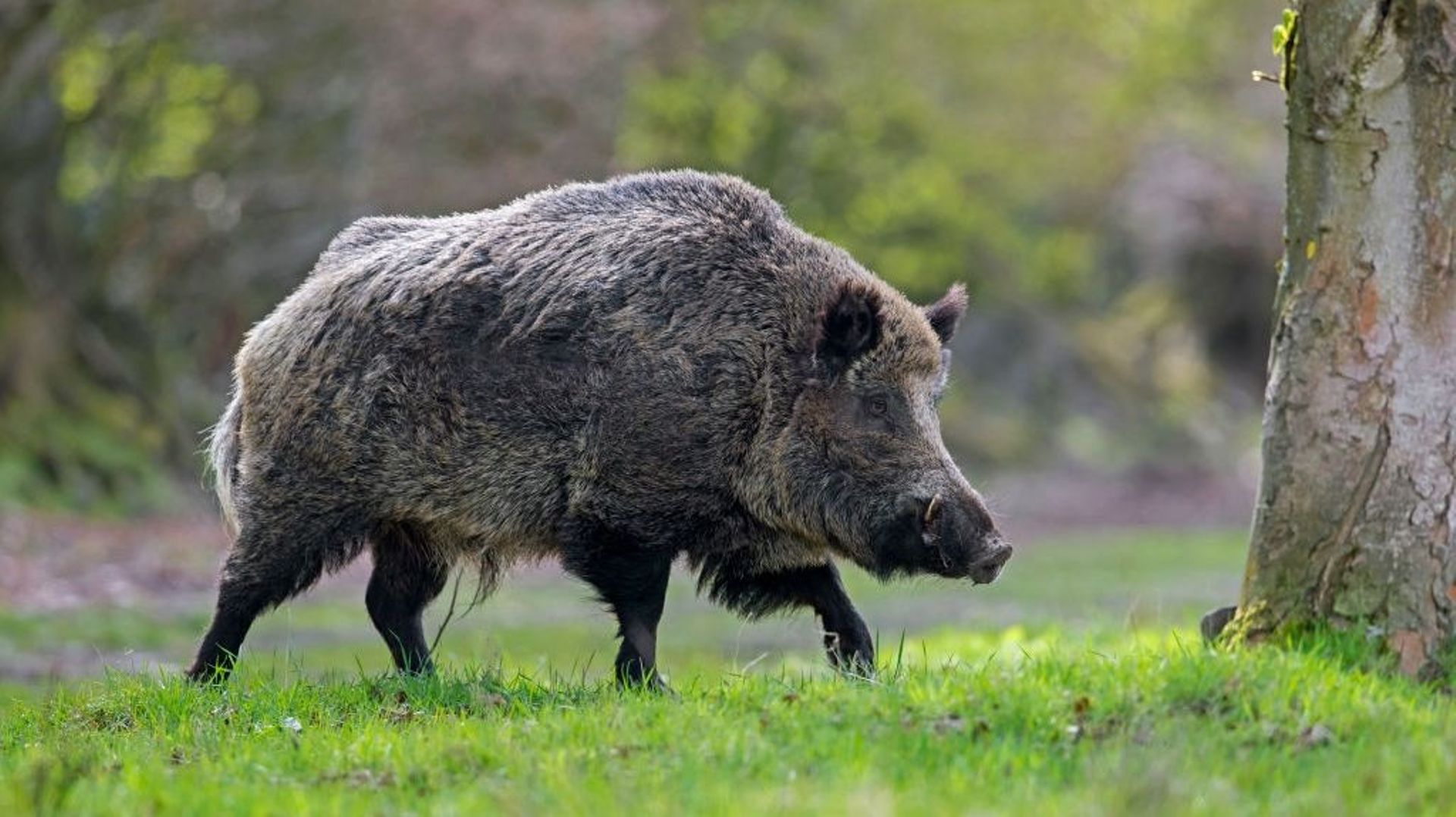 Des renards dans le métro à Bruxelles : 'Leur espérance de vie est plus élevée ici qu’en ...