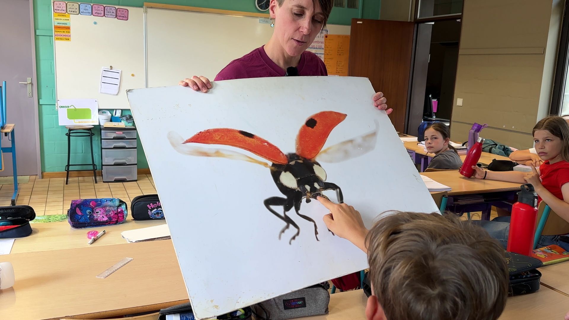 Des animations Coccinelles et Papillons pour sensibiliser les plus ...