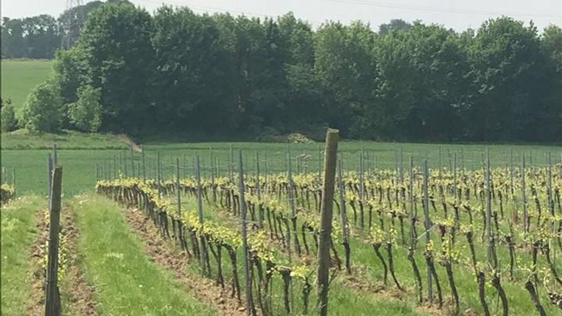 Grand marché des producteurs locaux au Domaine Viticole du Chenoy à Emines