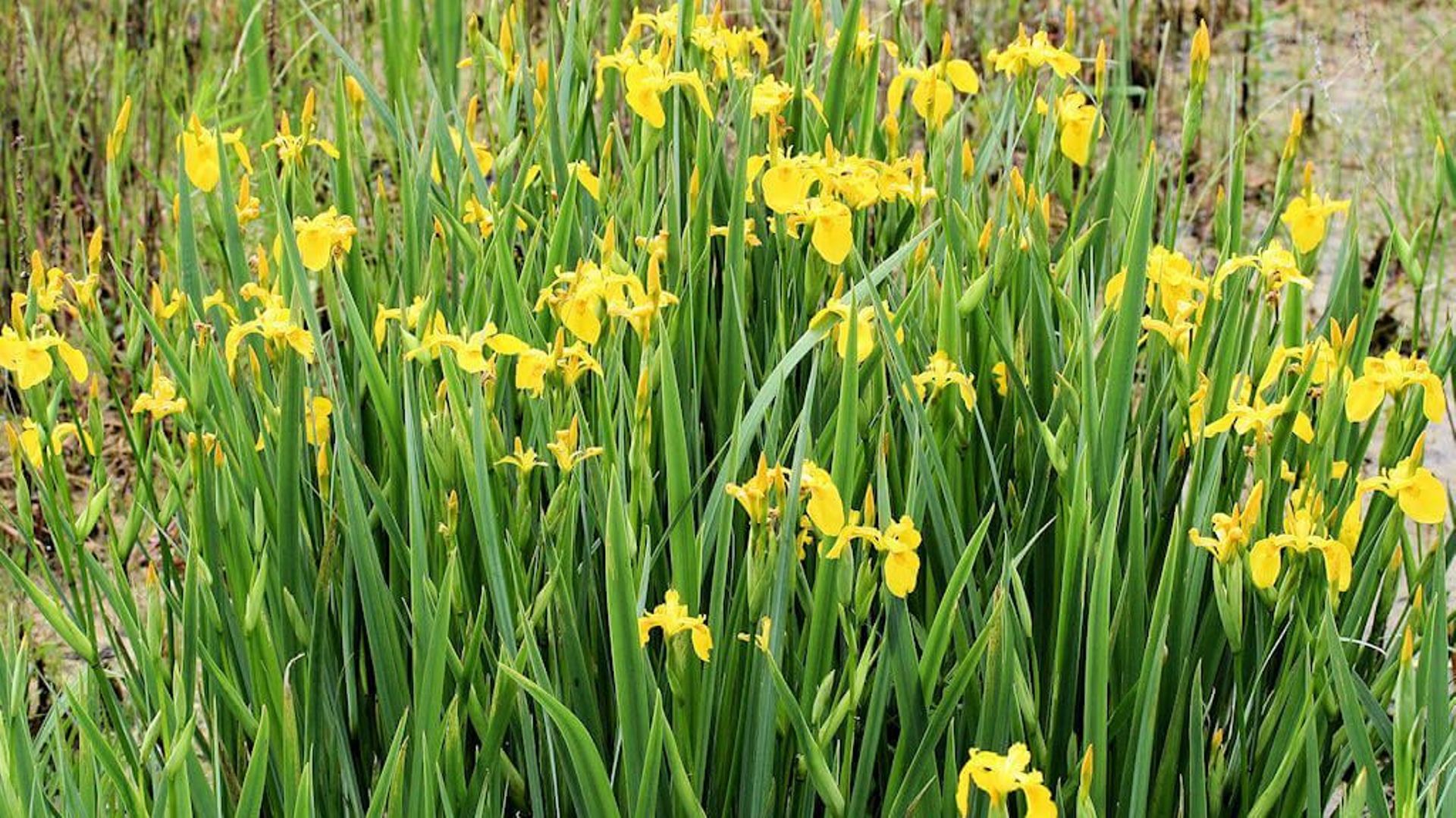 Fête de l’Iris à Bruxelles : pourquoi cette fleur est-elle le symbole ...
