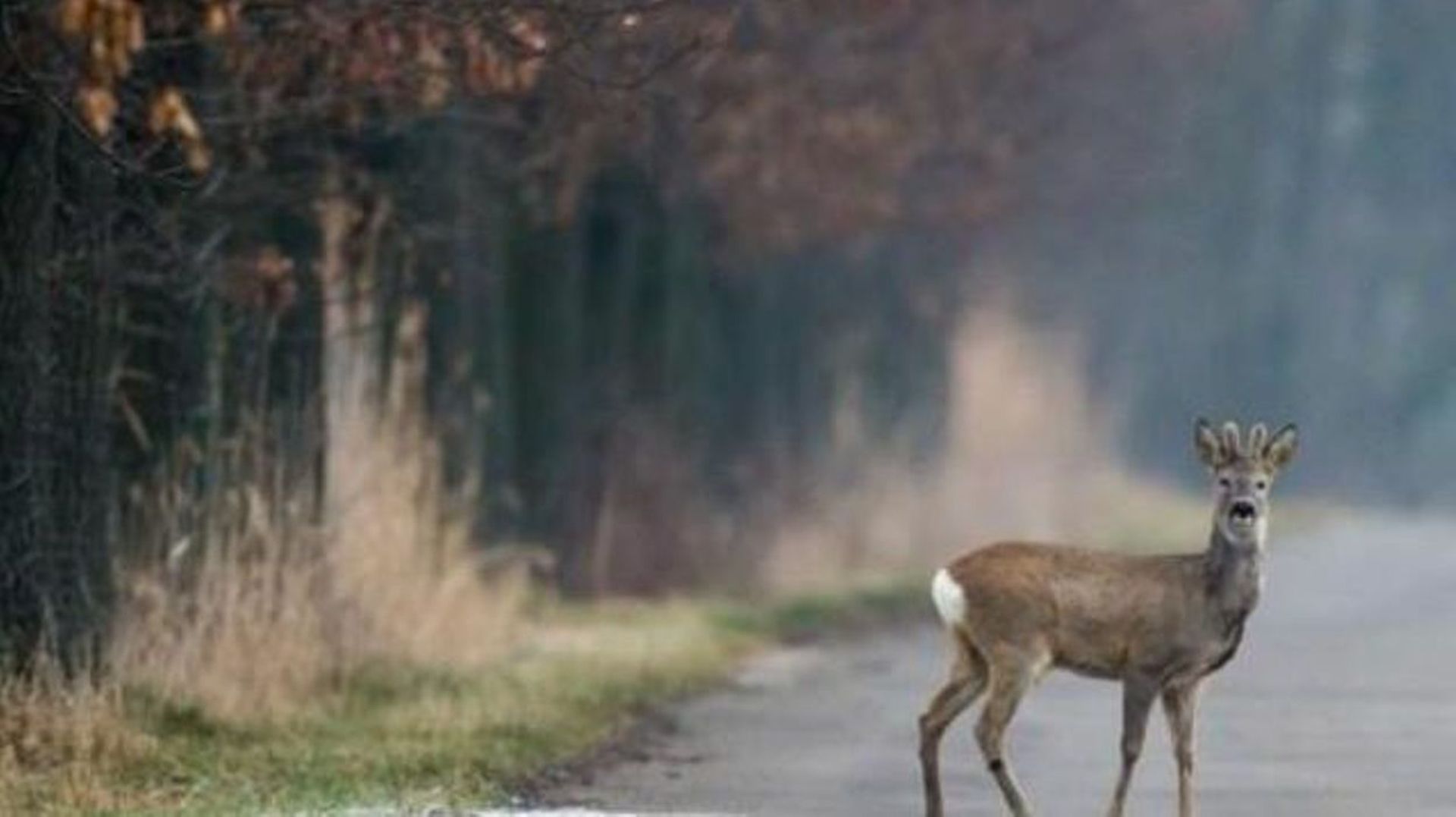 Moins de chevreuils dans la forêt de Soignes : 'le chevreuil fuirait les zones les plus ...