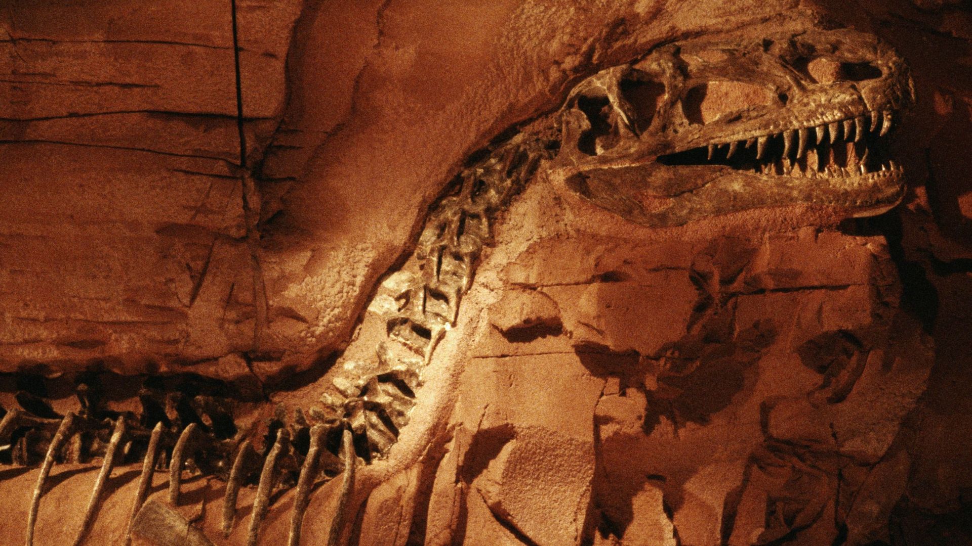 Le fossile d’une nouvelle espèce de dinosaure carnivore découvert en ...