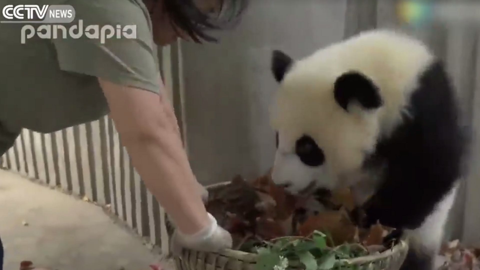 Voilà ce qui attend sans doute Hao Hao dans quelque temps... - RTBF Actus