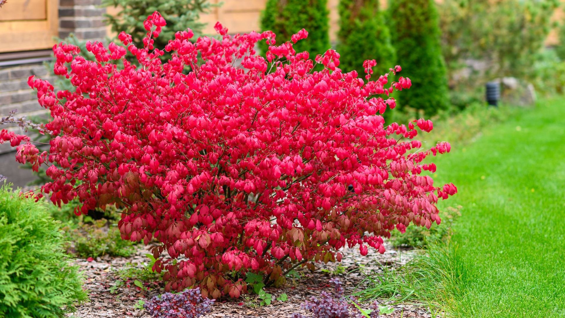Fusains à feuillage caduc : nos 5 arbustes préférés pour l'automne ...