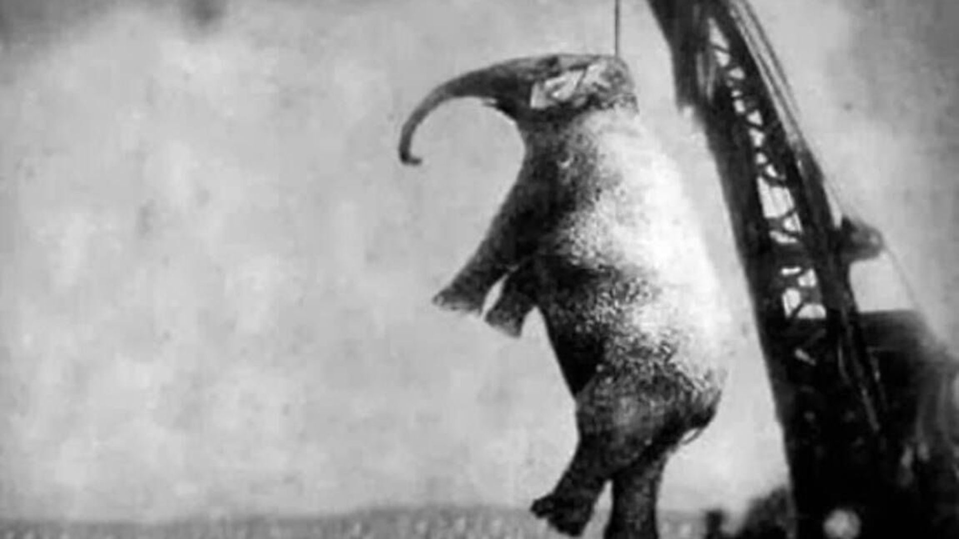 C'est l'histoire d'un animal : L’éléphant de Charlemagne et d’autres ...