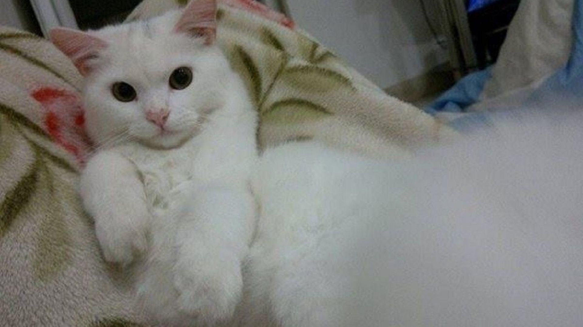 L'incroyable histoire du chat Kunkush - RTBF Actus