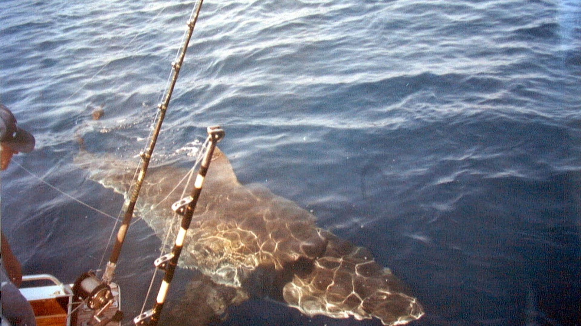 Les restes d'un requin de 400 millions d'années découverts au Pérou ...