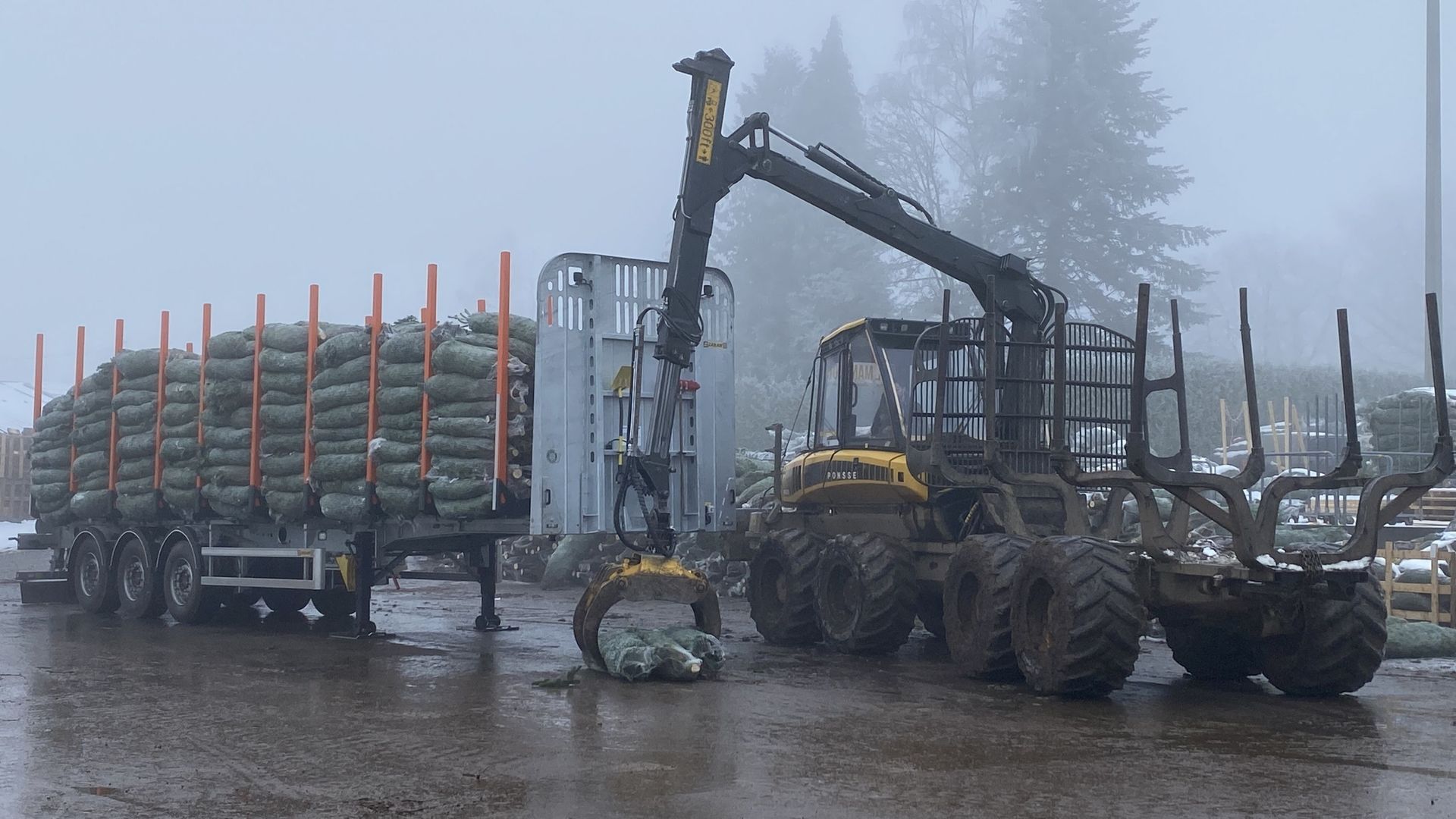 Y a-t-il une recrudescence de vols de sapins de Noël en Ardenne ...