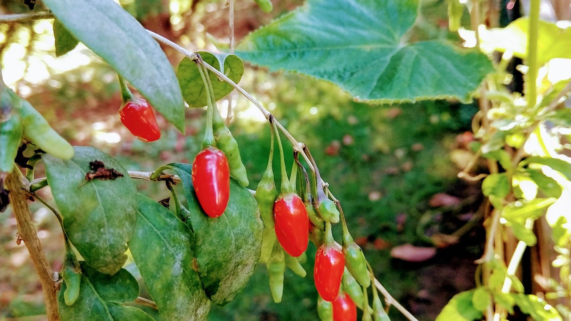 Tout savoir sur le Goji - RTBF Actus