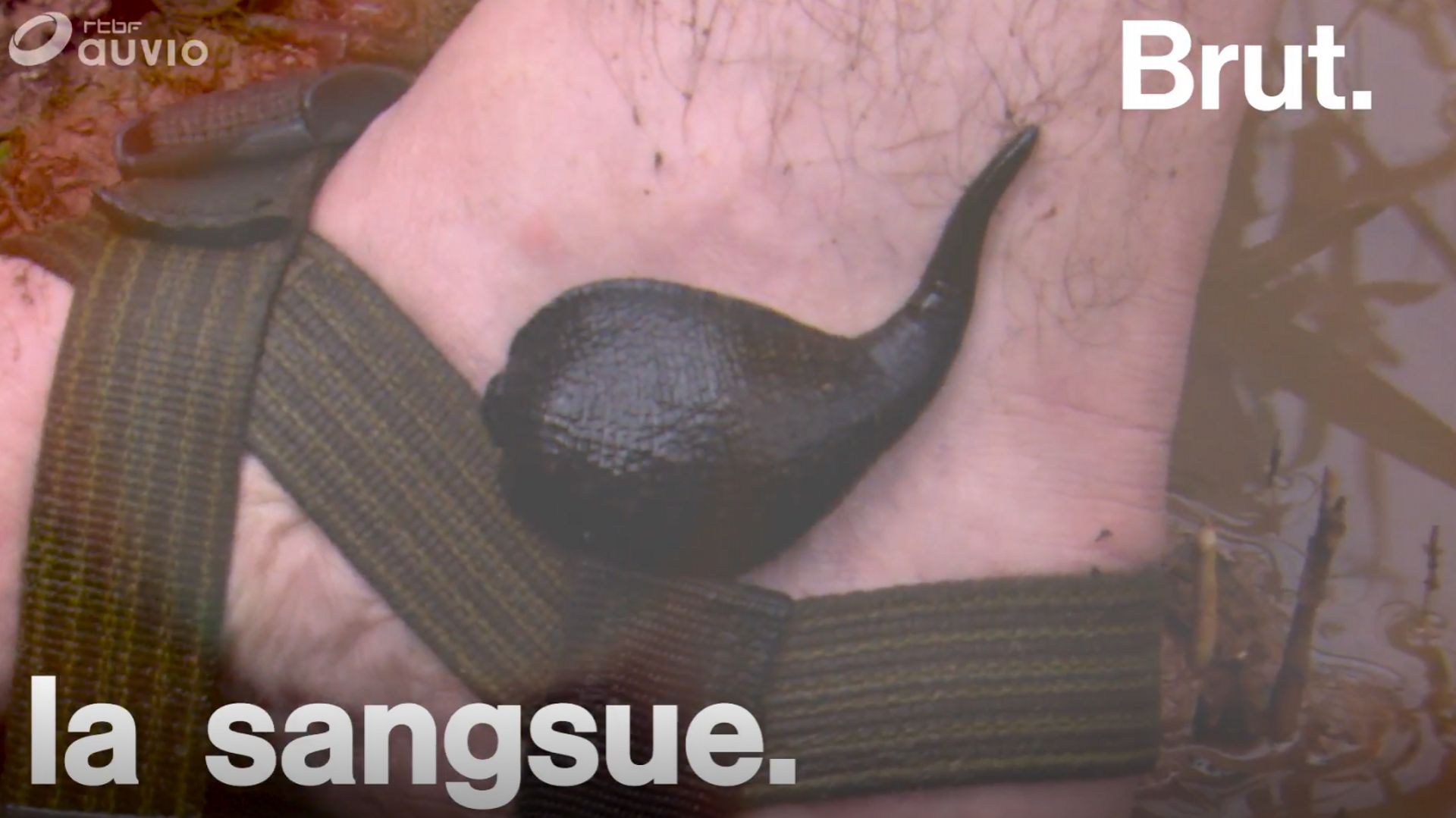 La sangsue, un animal peu attirant mais prisé dans les hôpitaux - RTBF ...