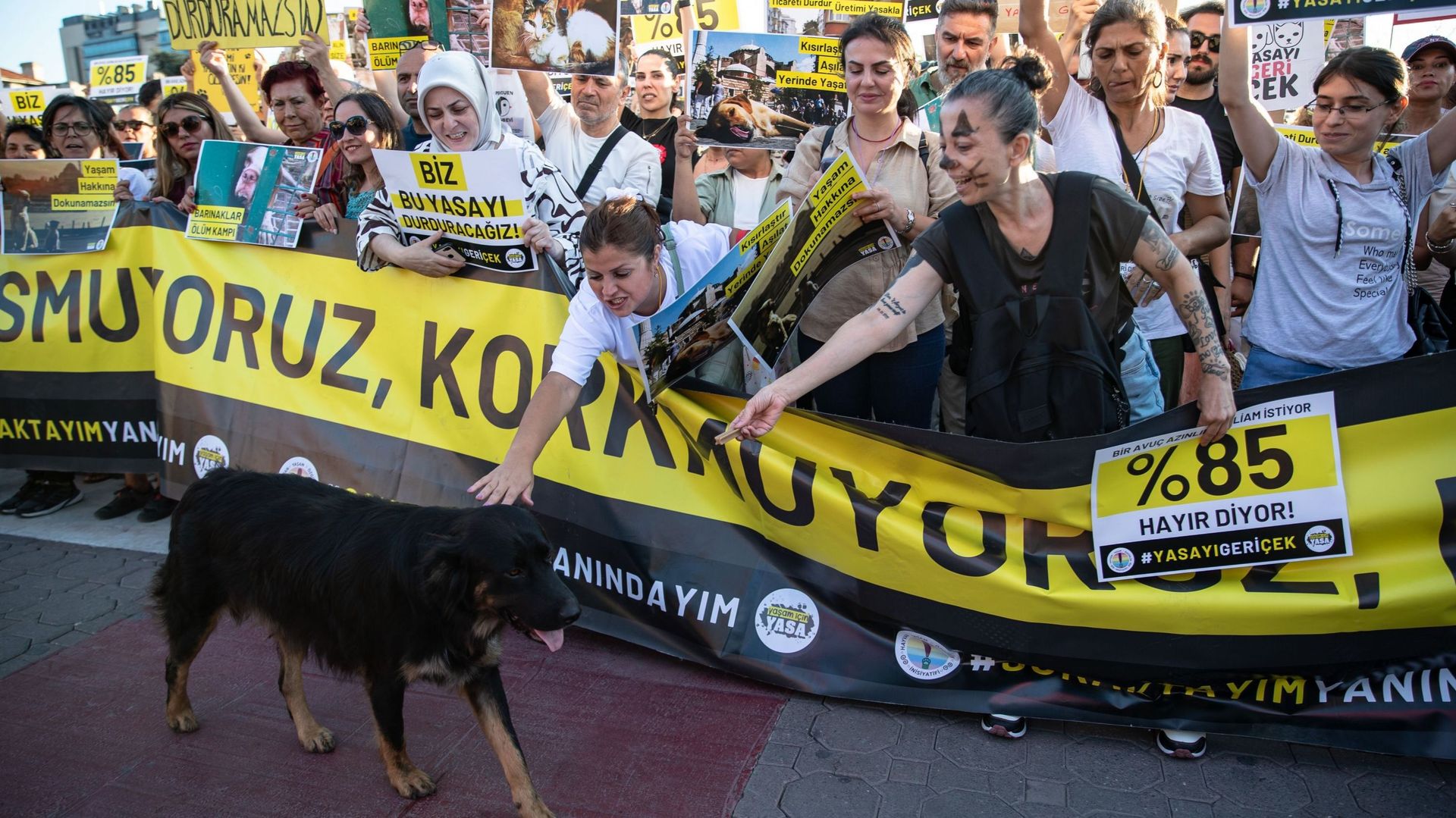 'Massacre des chiens errants': les défenseurs des animaux en Turquie ne ...