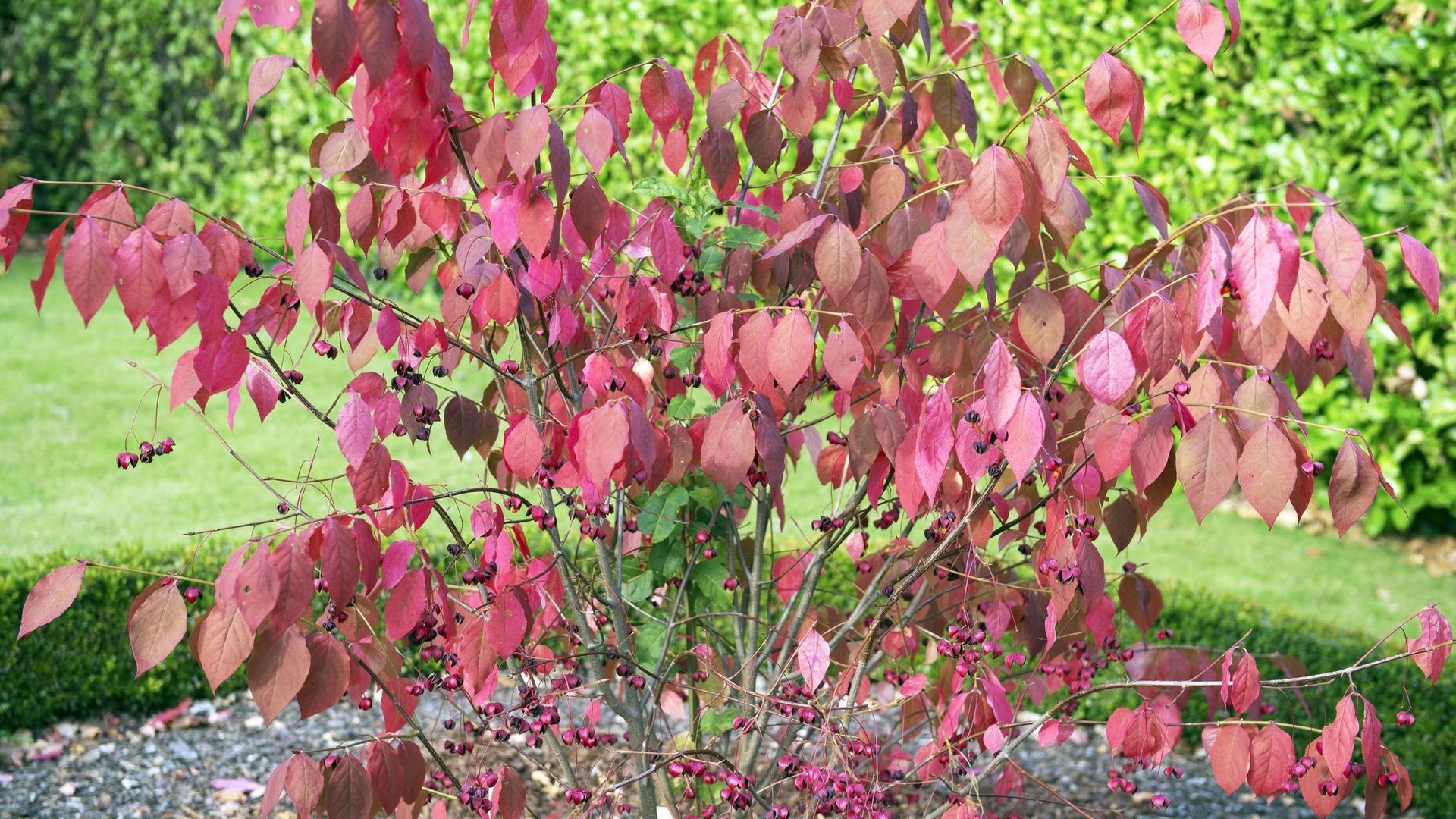 Fusains à feuillage caduc : nos 5 arbustes préférés pour l'automne ...