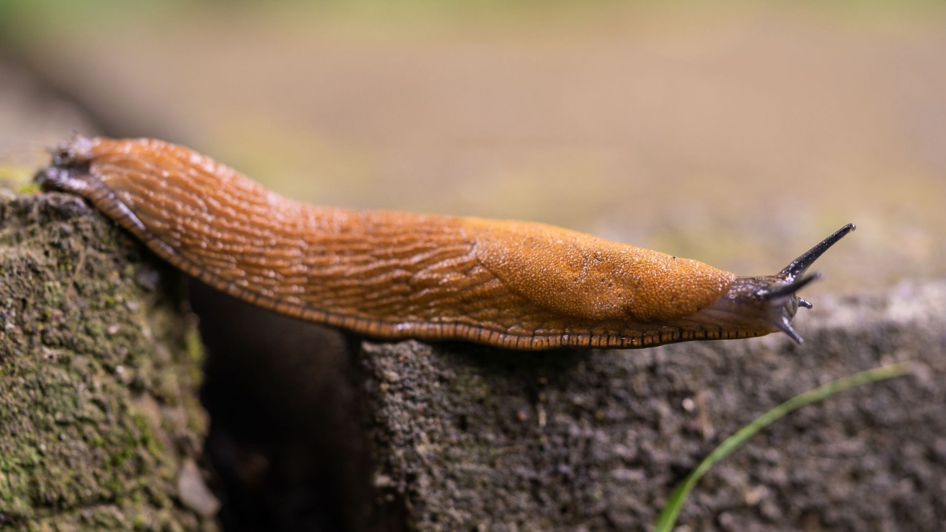 Dents, coquille, reproduction… : 5 faits insolites sur les limaces et ...