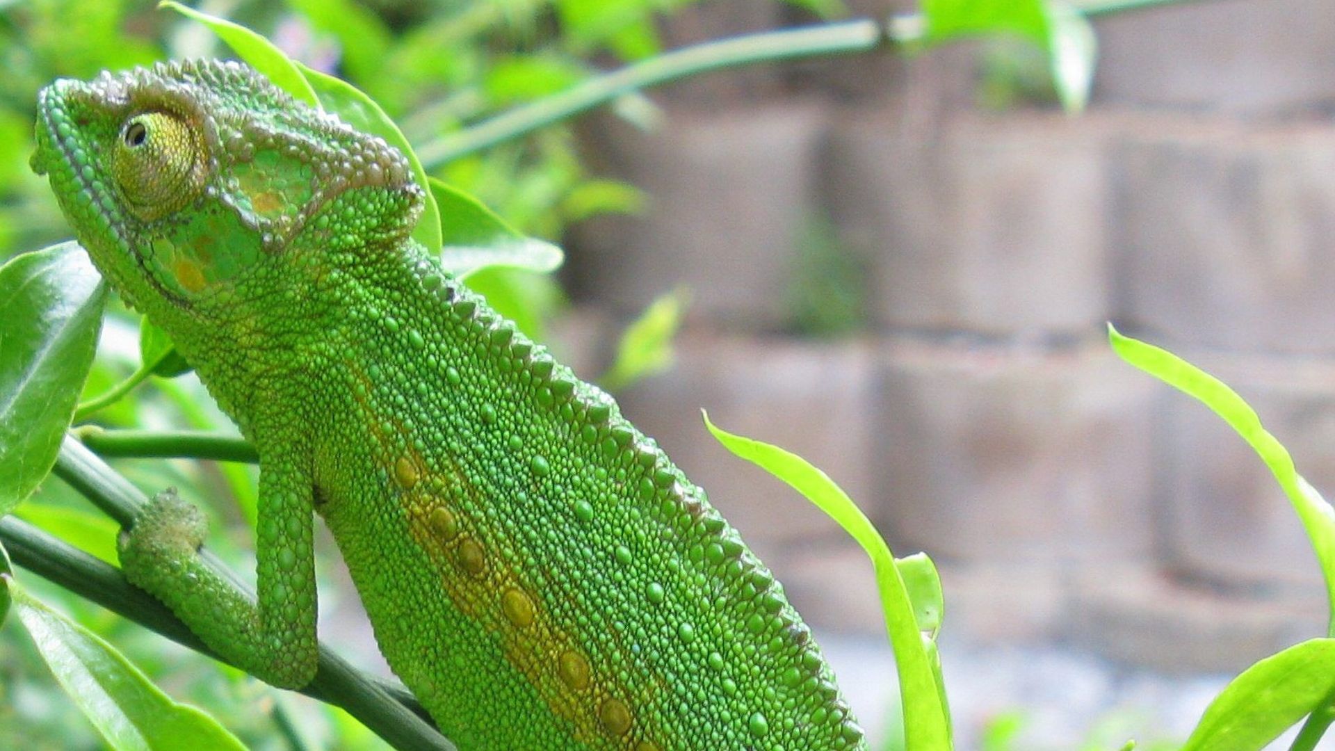 Naissance et 'éclosion' d'un caméléon dans son vivarium - RTBF Actus