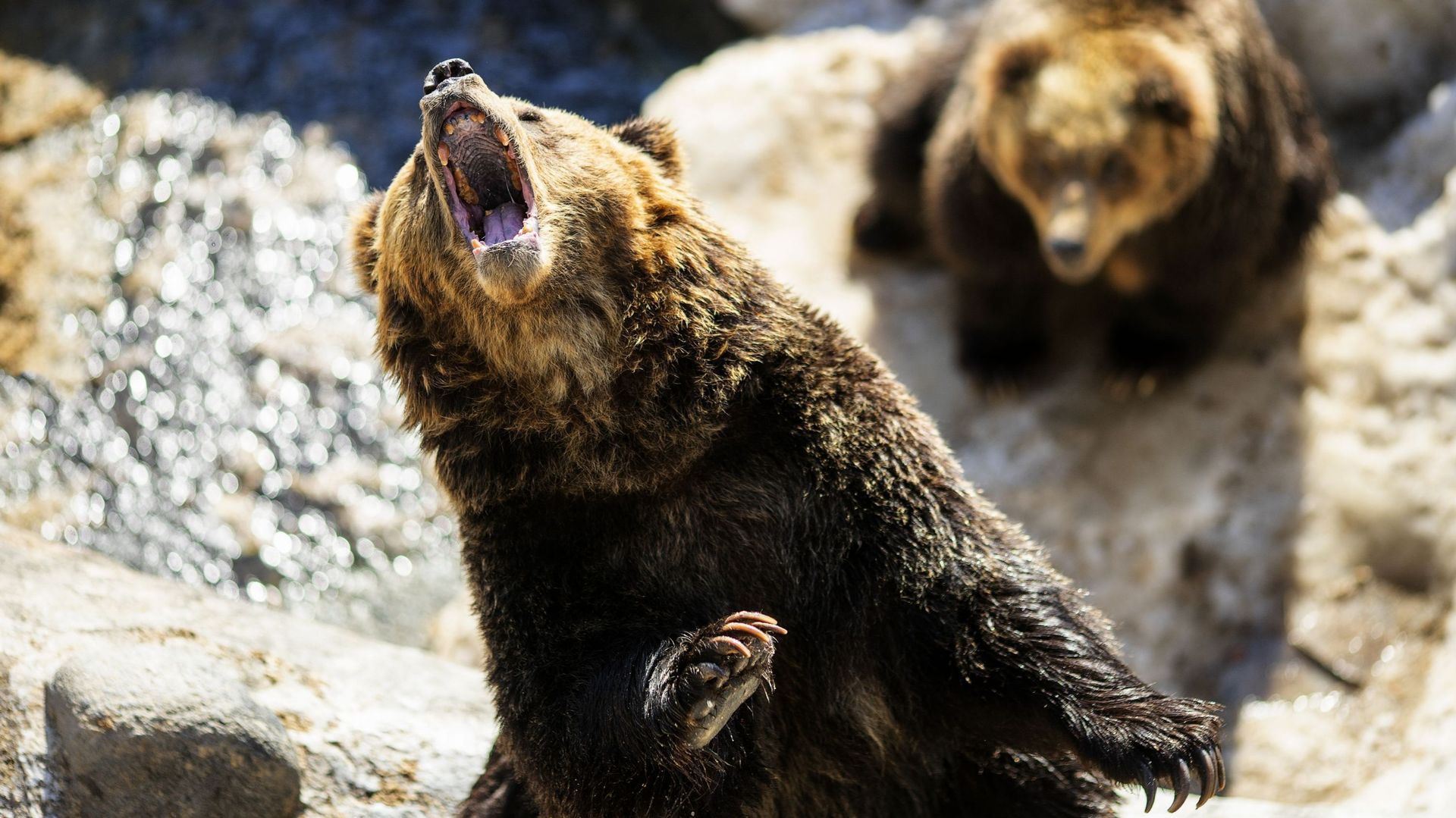 'Ici le monde' : après les baleines, le Japon s’en prend aux ours ...