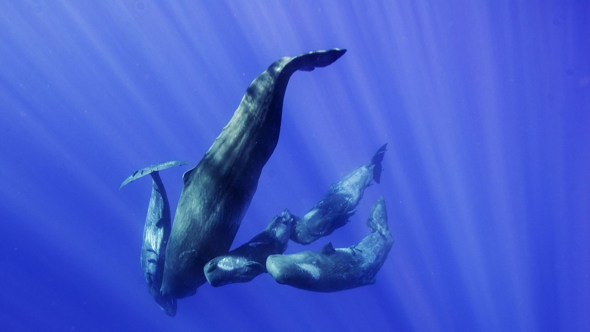 Mer du Nord : un rorqual commun vivant aperçu pour la première fois ...