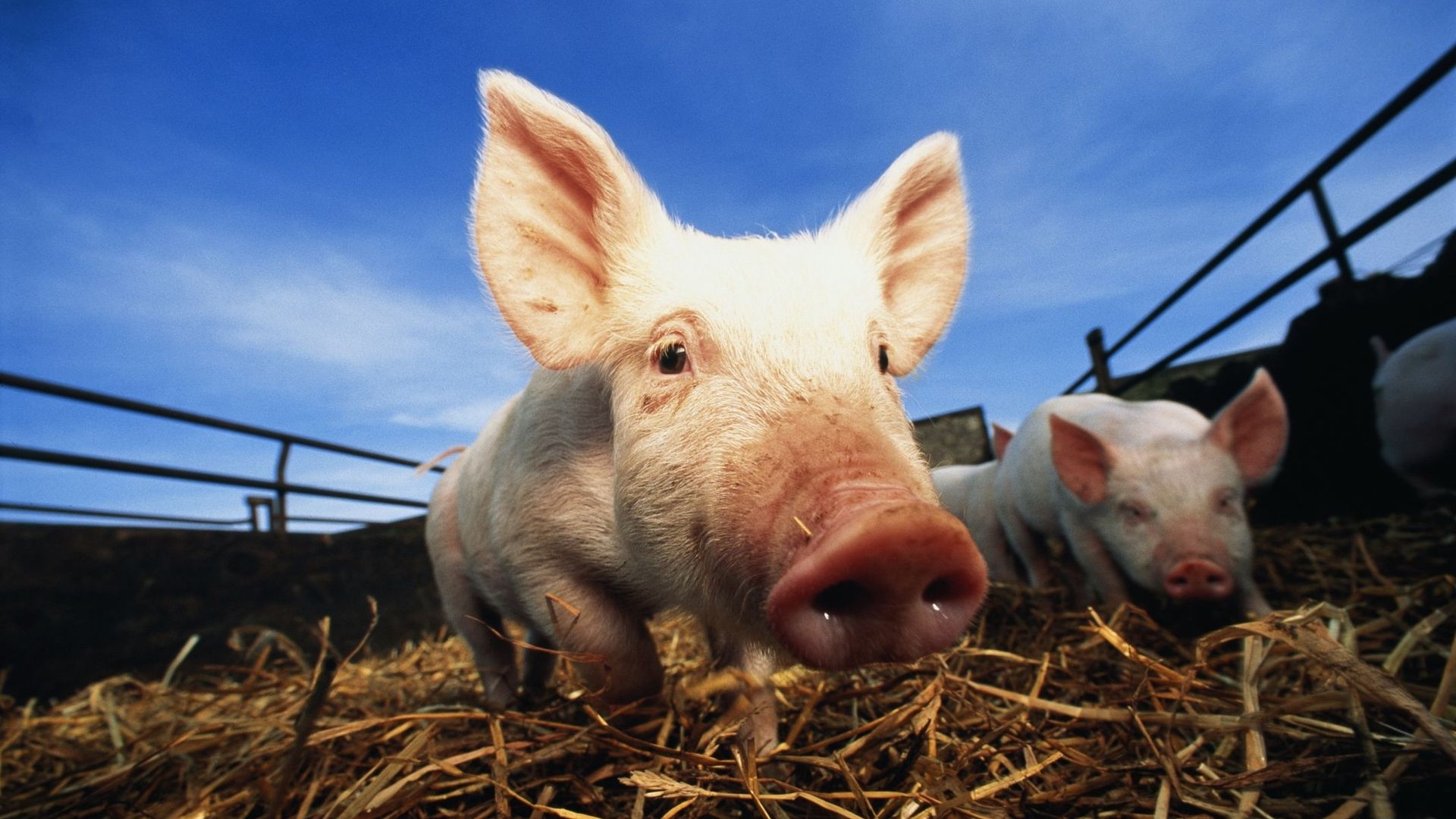 Greffes d’organes vers l’humain : pourquoi le cochon est-il devenu l ...