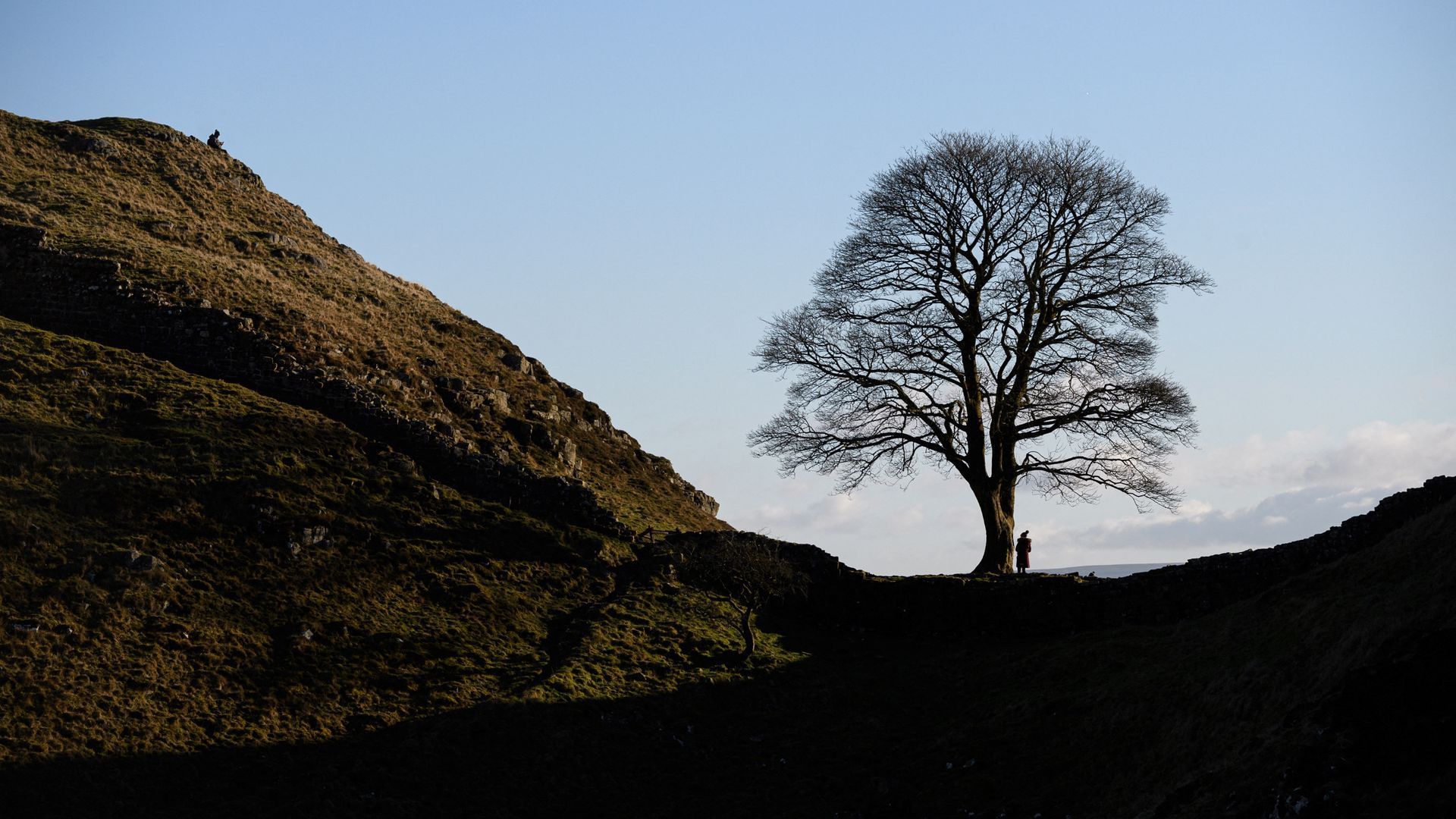 Tristesse au Royaume-Uni après l’abattage du célèbre arbre de 'Robin ...
