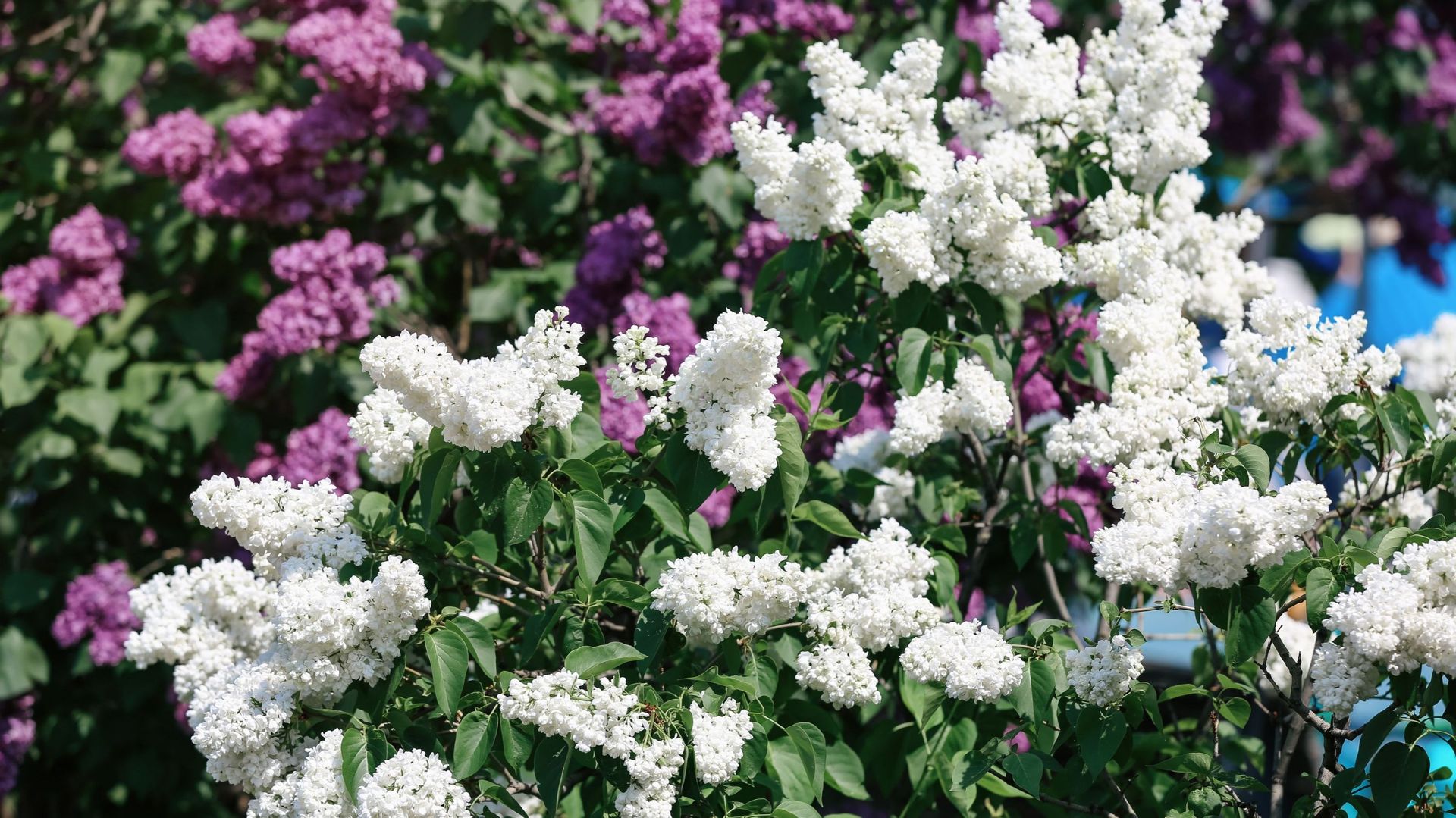 Le printemps est là, c’est la saison des lilas : une touche florale à ...