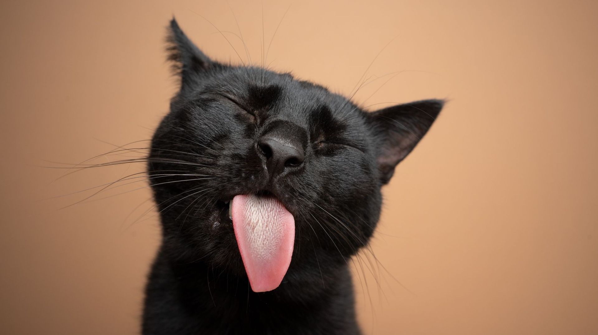 D’où vient l’expression 'Donner sa langue au chat' ? - RTBF Actus