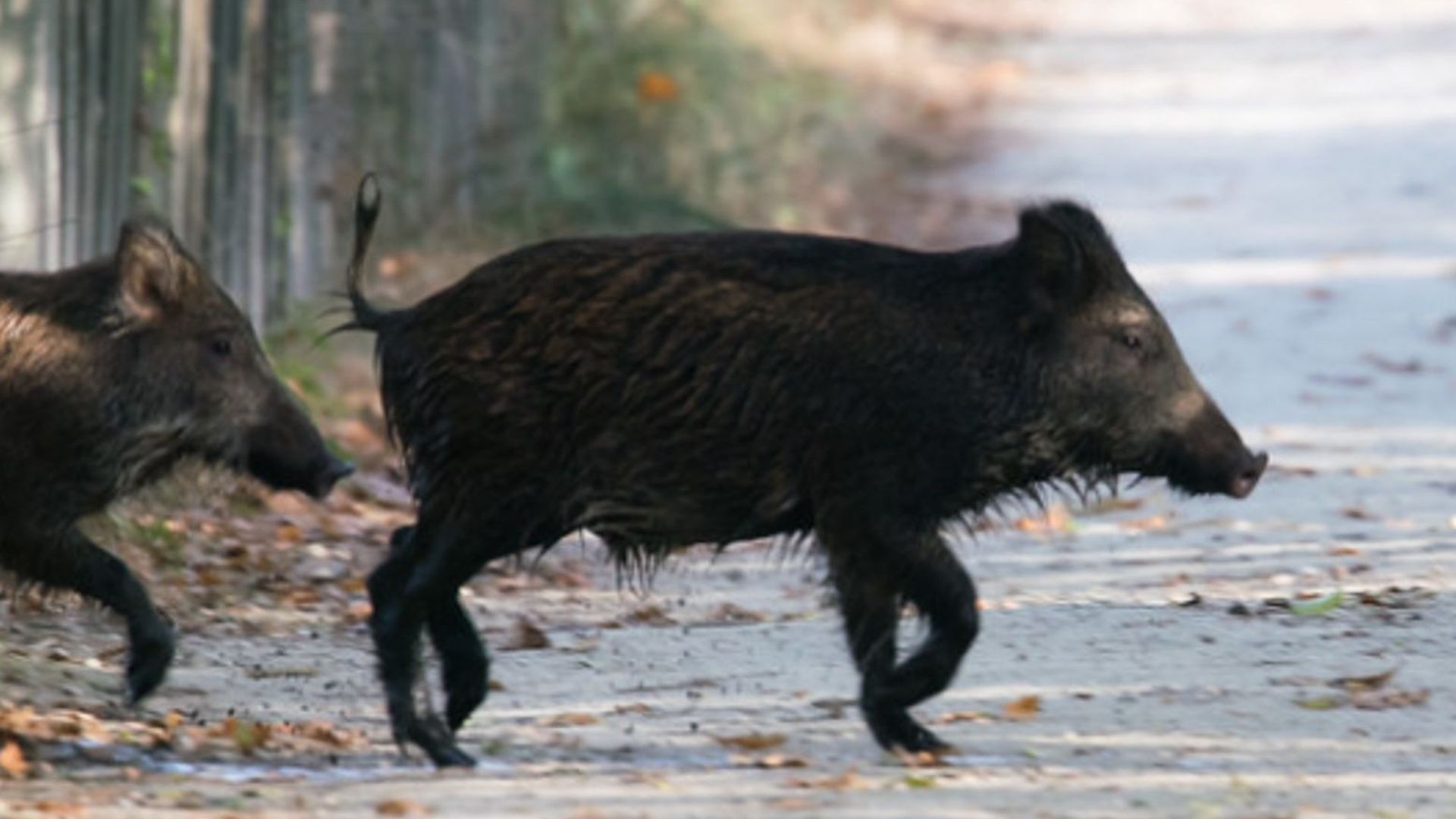 Collision avec un animal: les bons réflexes à adopter - RTBF Actus