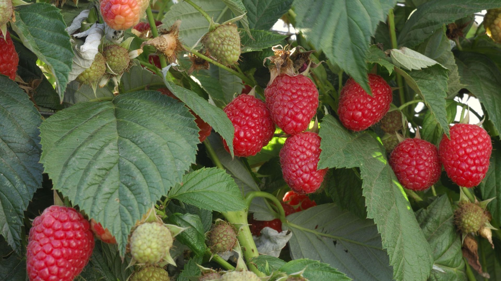 Des framboises au jardin