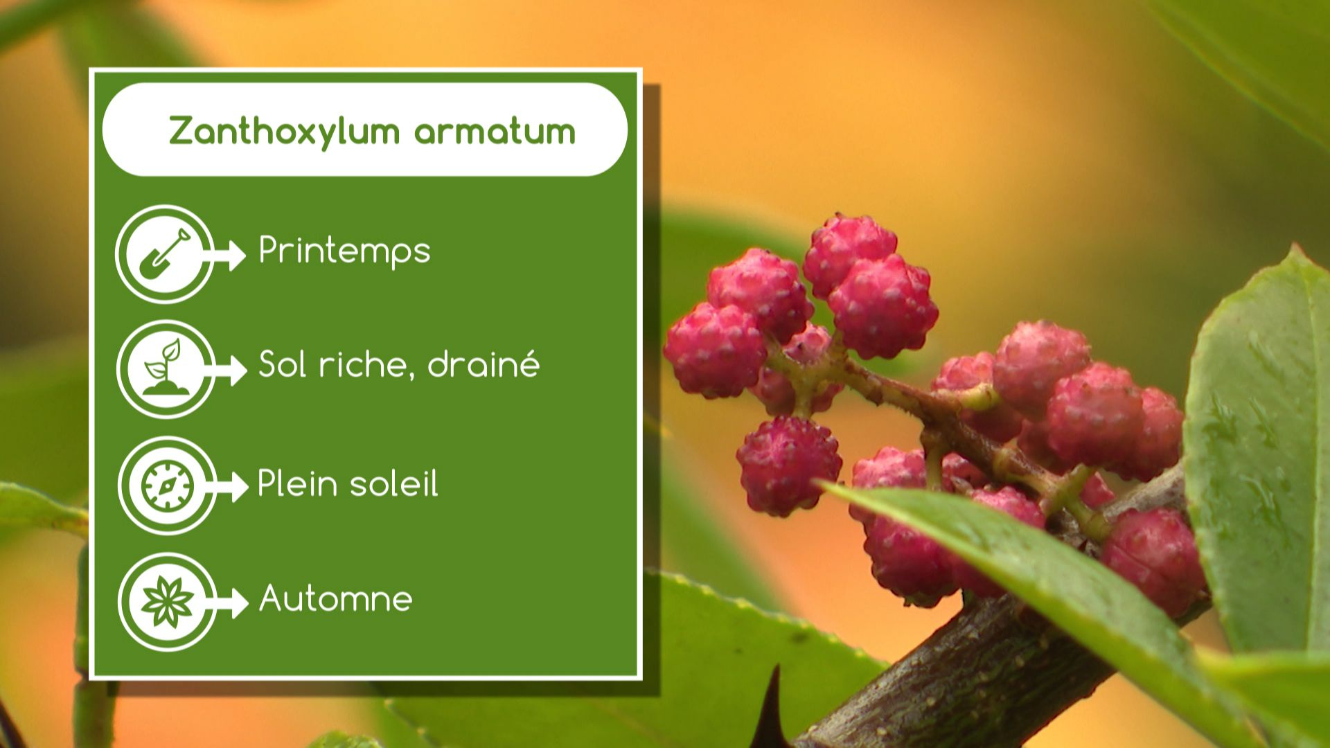 Le poivre Timut, une plante qui a du piquant - rtbf.be