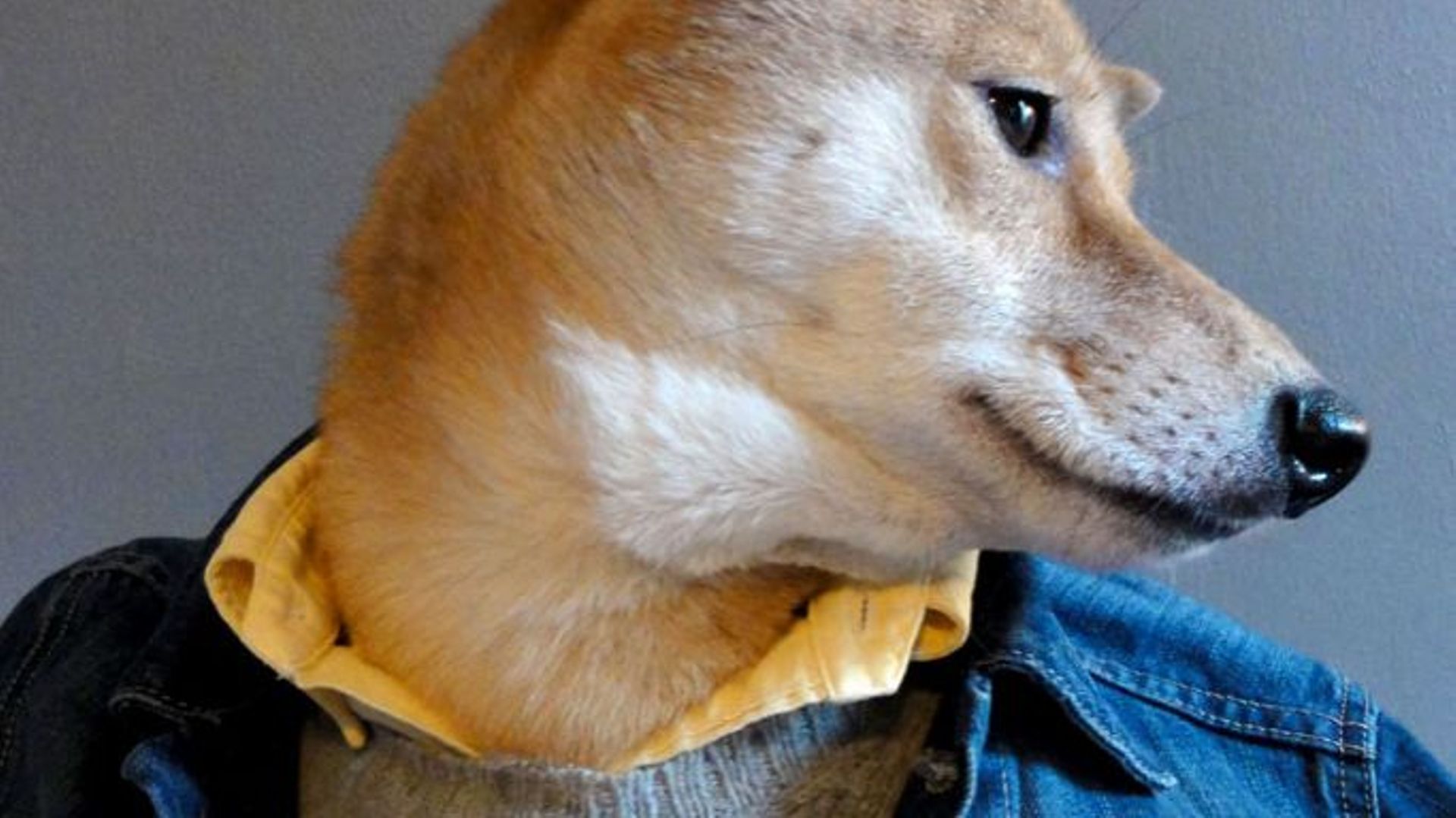 Regardez le chien le plus stylé du monde - RTBF Actus