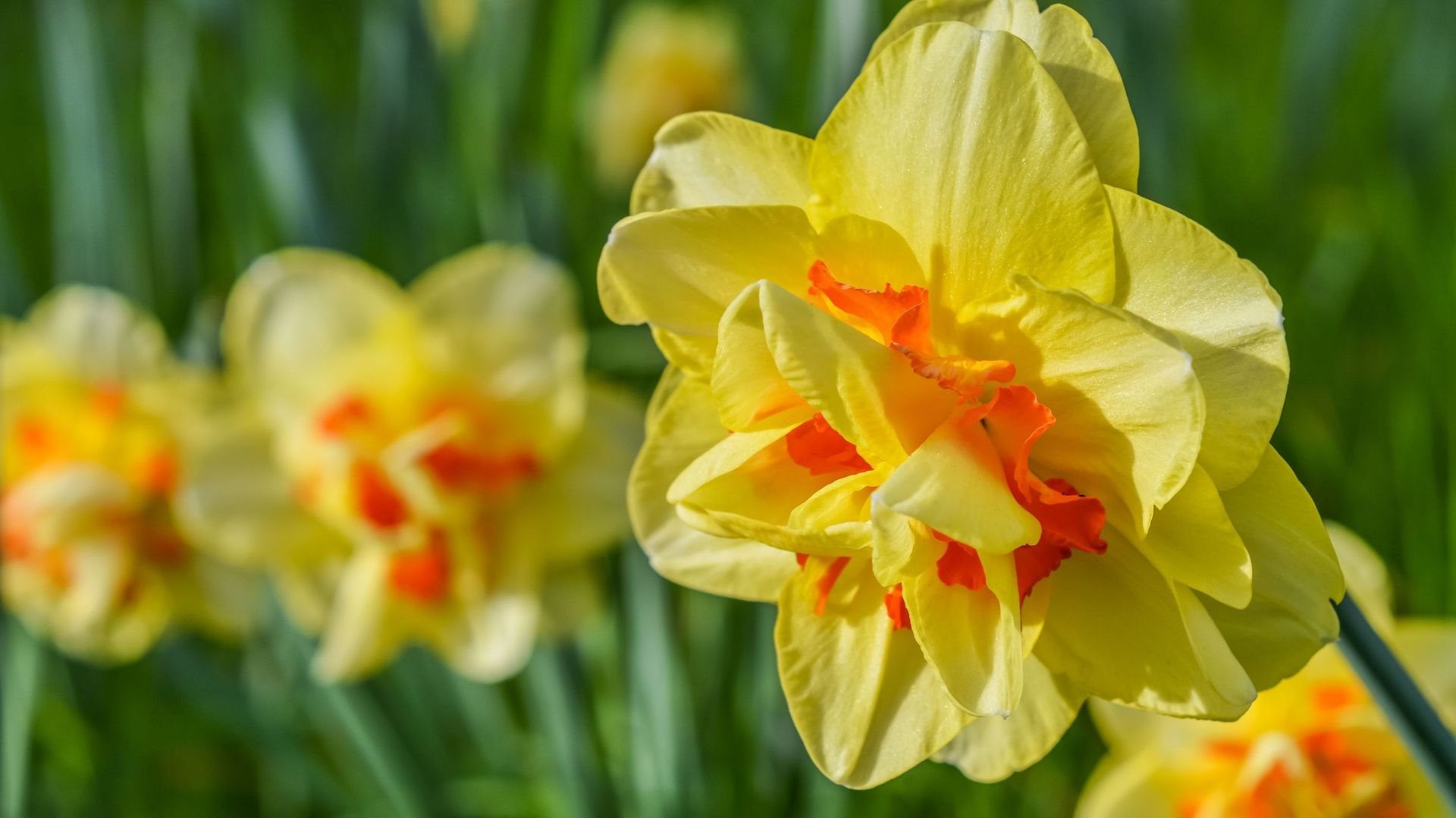 Zoom sur une plante : Narcissus ‘Sailboat’, un narcisse qui se ...