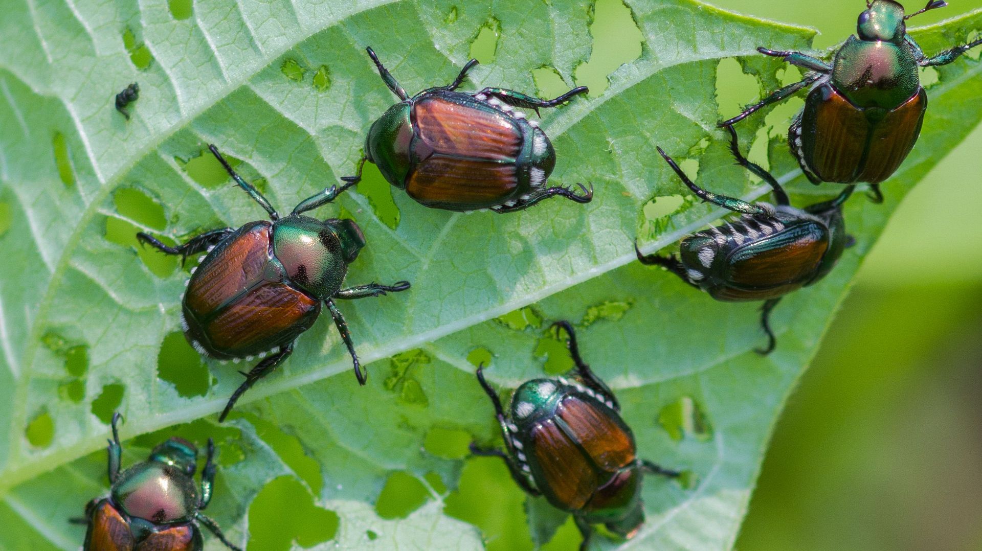 Dan dangler red shirt jersey i took a seat and engaged in