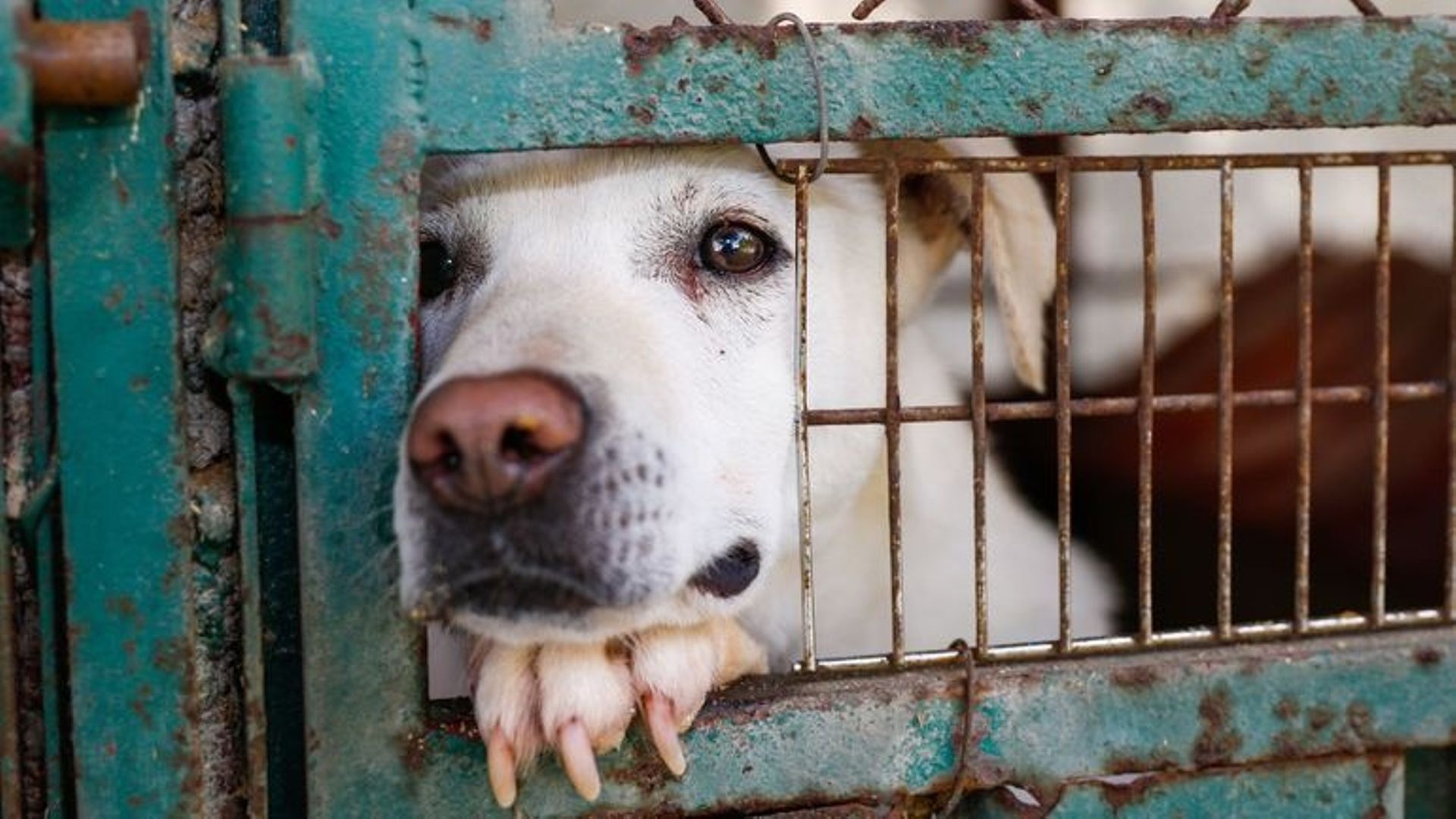 133 animaux maltraités saisis en 2023 en Région bruxelloise - RTBF Actus
