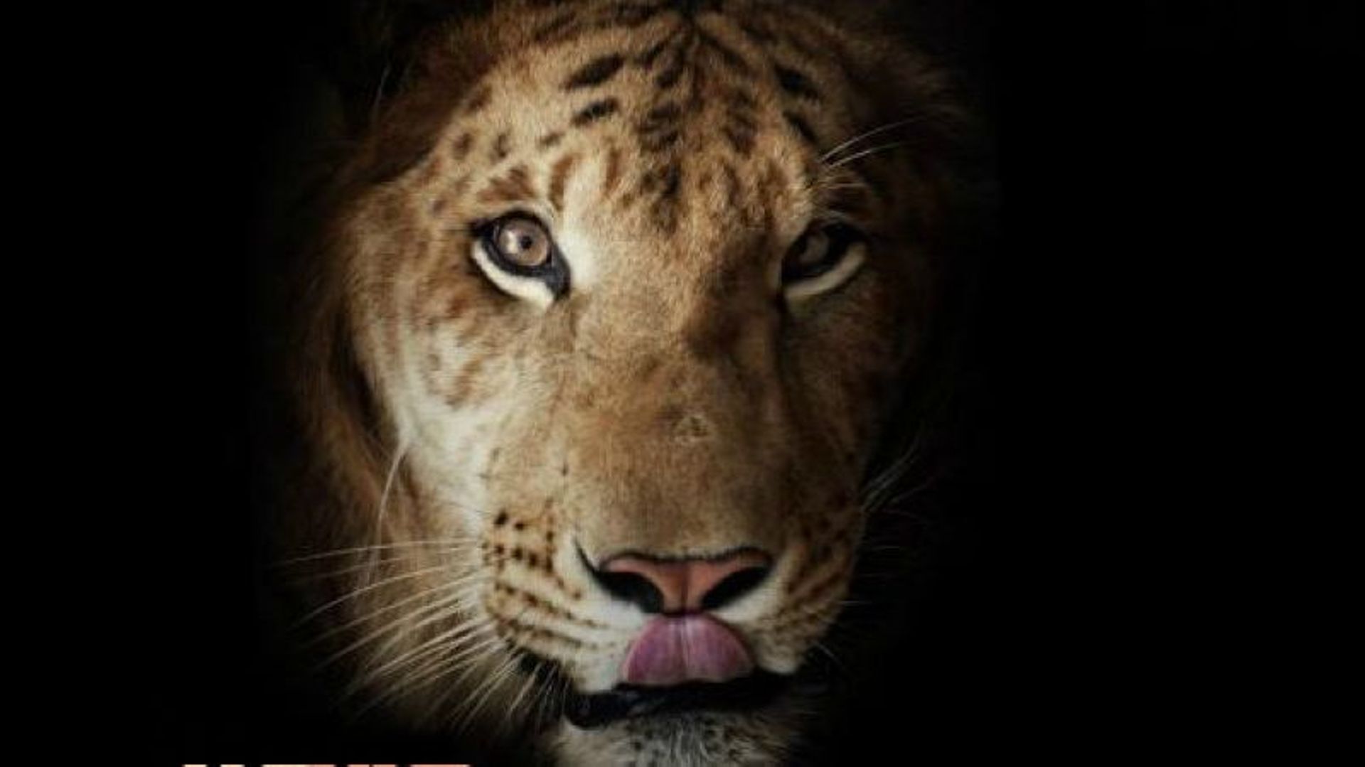 À la rencontre du ligre, un croisement entre un tigre et...un lion ...