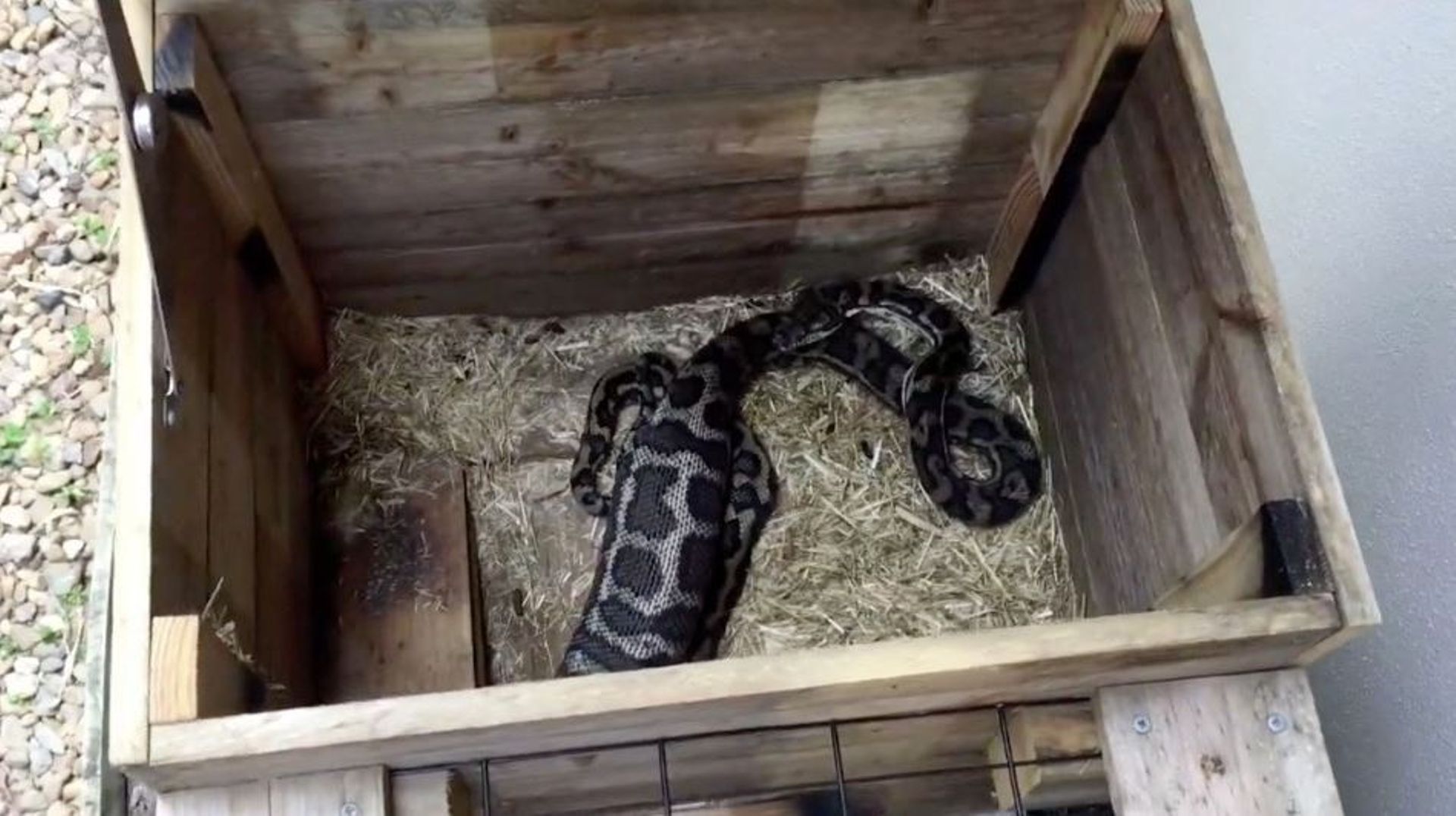 Un python de plus de 5 mètres capturé en Floride - RTBF Actus