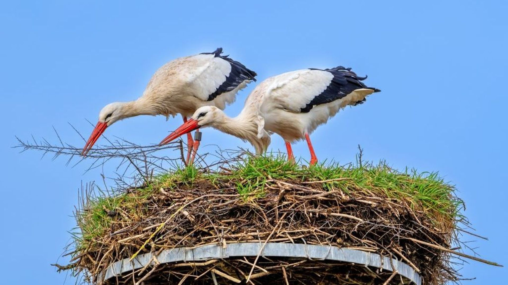 Les jeunes cigognes du Zwin atteignent rarement l’âge de se reproduire ...