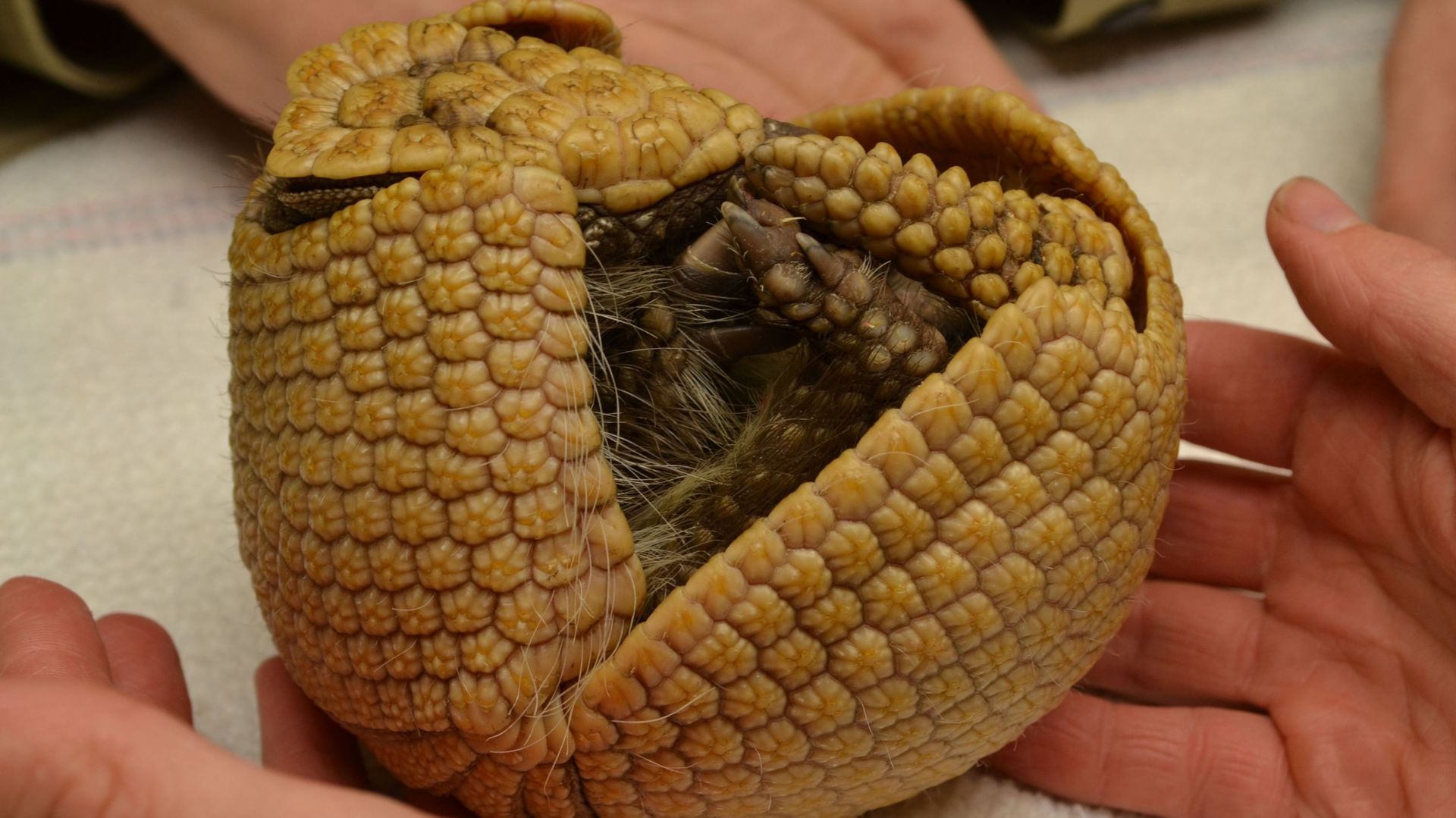 Un bébé tatou-boule, mascotte de la Coupe du Monde, est né à Anvers ...