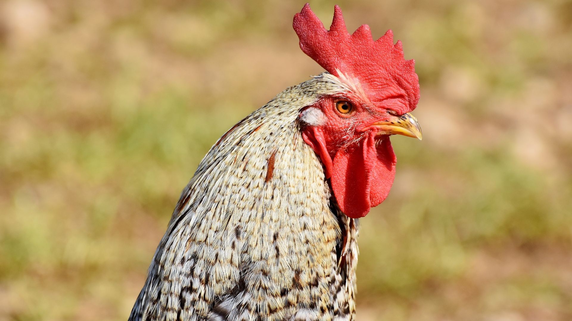 France: la justice autorise le coq Maurice à continuer de chanter ...
