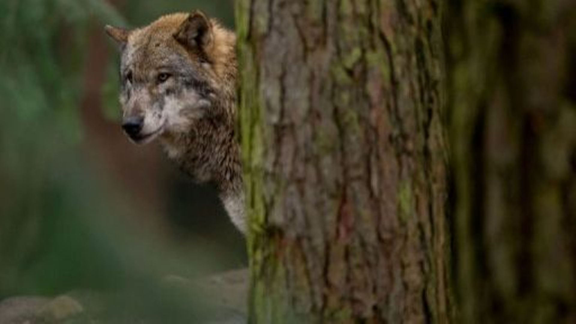 Ouverture de la chasse au loup dans le Mercantour - rtbf.be