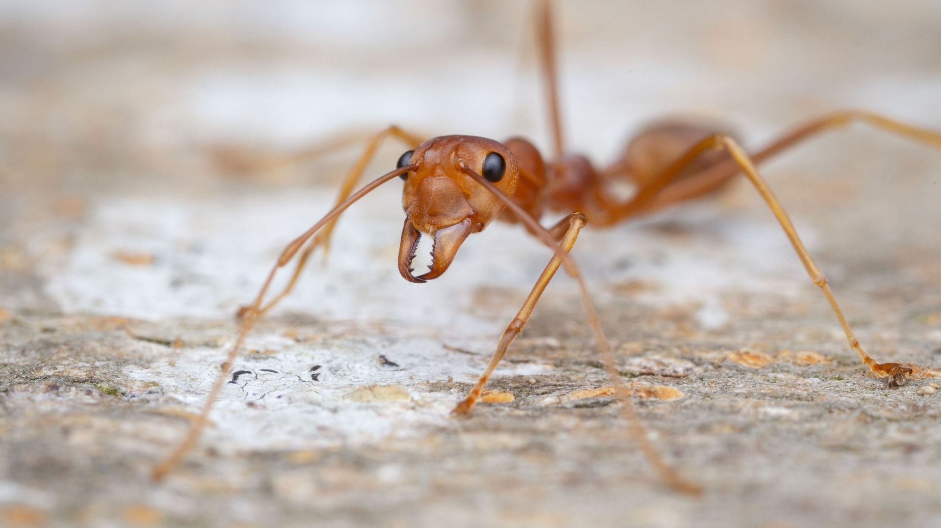 La redoutable fourmi de feu débarque en Europe, c'est l’une des 100 ...