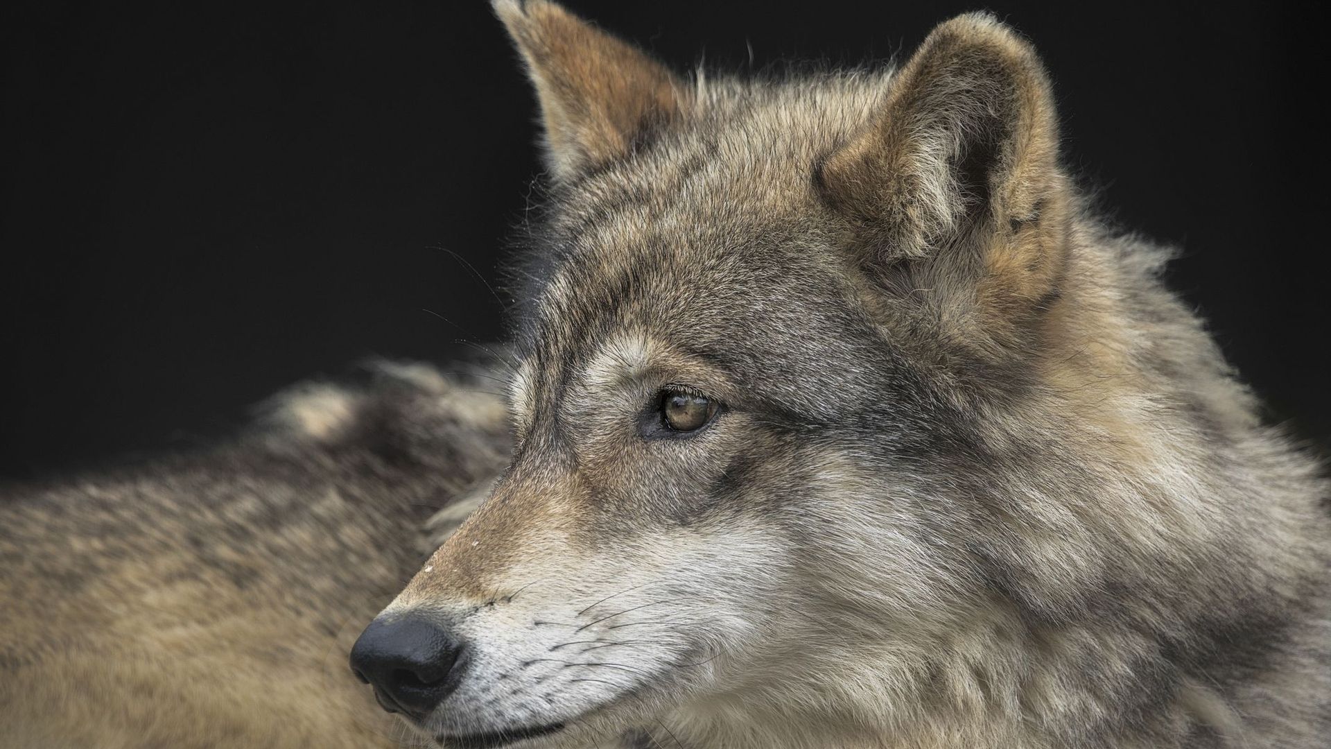 Retour du loup en France : sociologie d’un grand remue-ménage - RTBF Actus