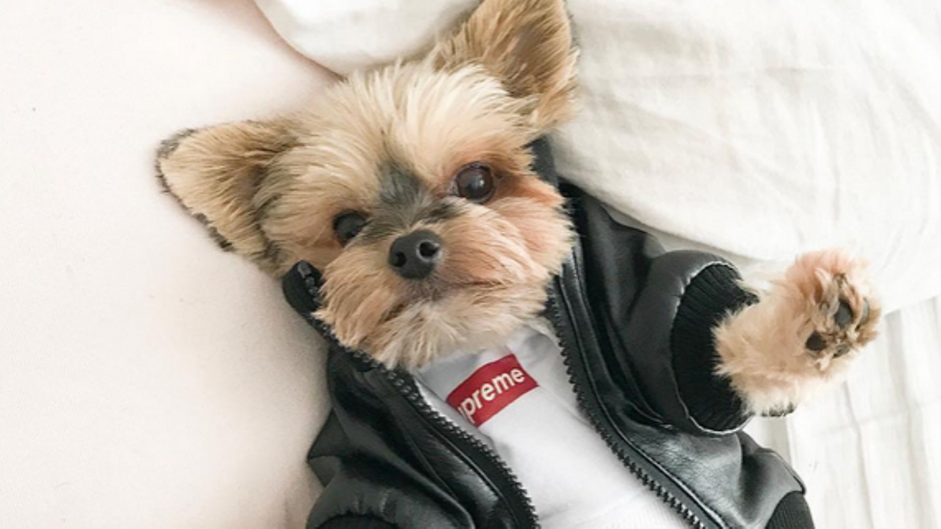 Dogs of Instagram : duckytheyorkie - RTBF Actus