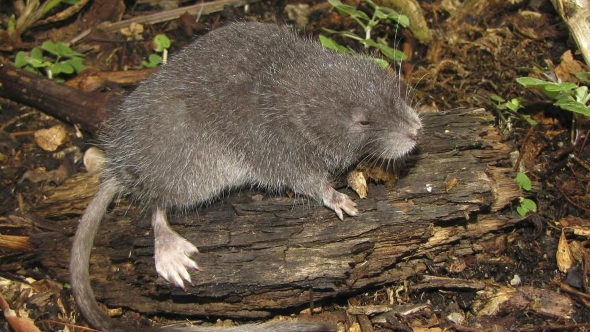 Vesna pocuca sana pics the provider represents absolute joy