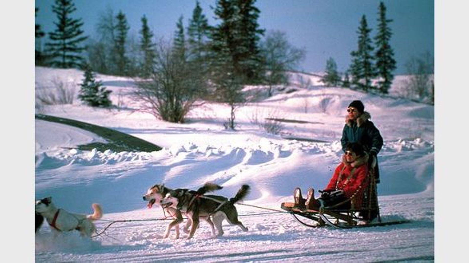 Une course de chiens de traineau à Rodt Saint-Vith - RTBF Actus